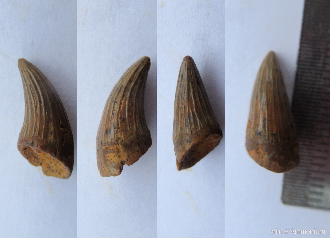 Juvenile Pliosaurus tooth? - Fossil ID - The Fossil Forum