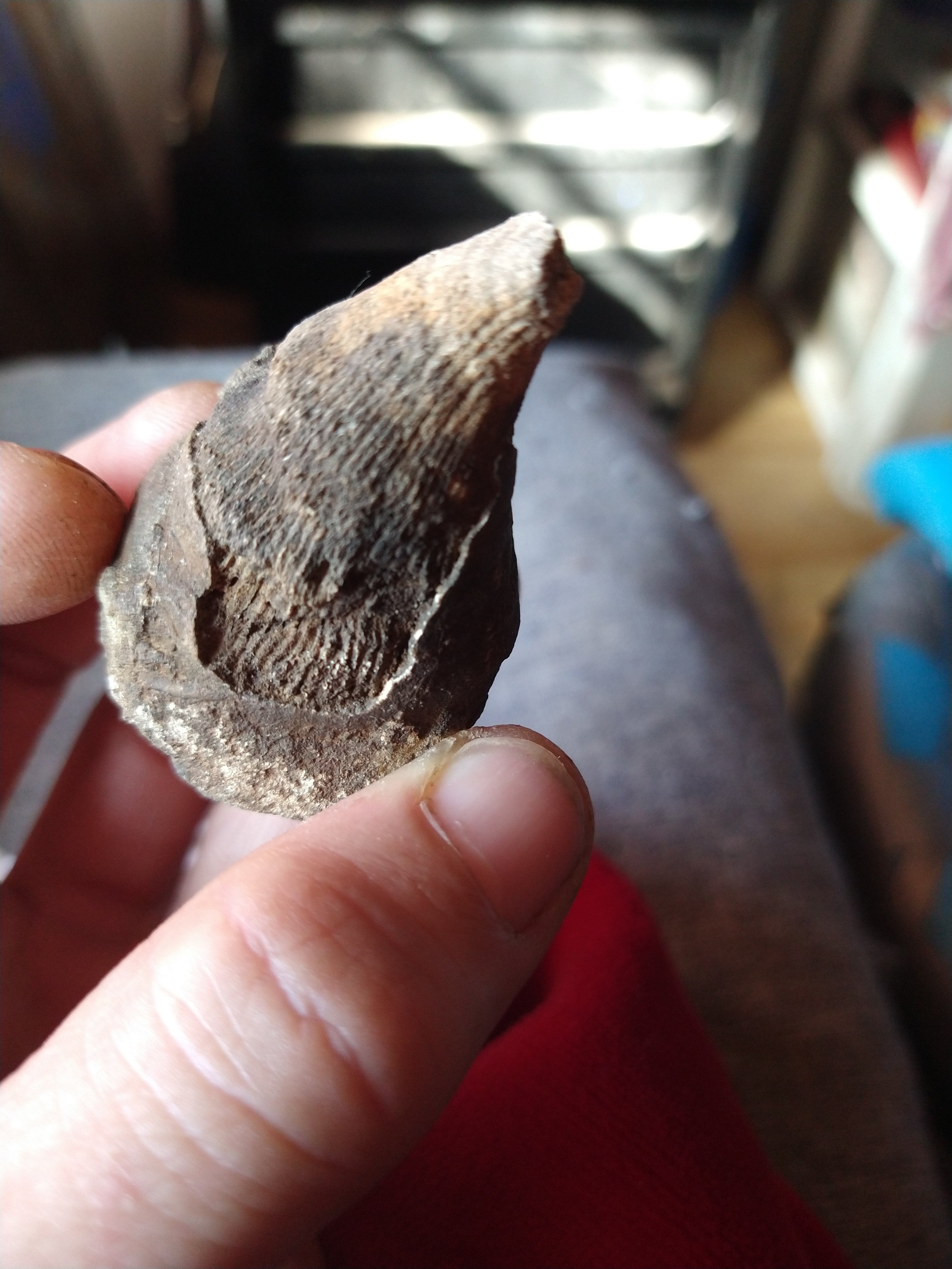 Found in dry riverbed in middle TN. - Fossil ID - The Fossil Forum