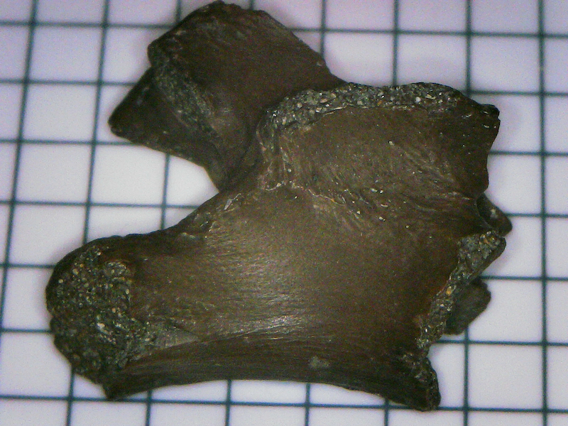 Whitecliff Bay Finds on the Isle of Wight - Fossil ID - The Fossil Forum