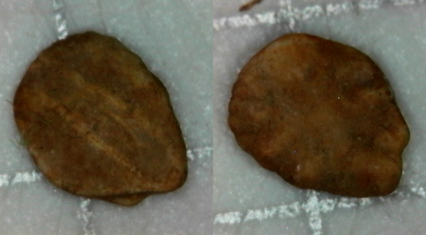 Pliocene Otolith? - Fossil ID - The Fossil Forum