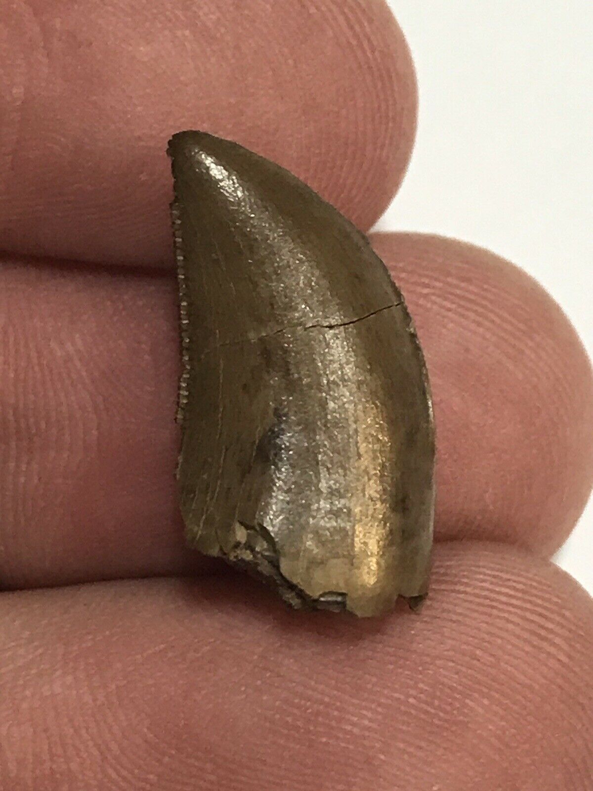 A few theropod teeth - Fossil ID - The Fossil Forum