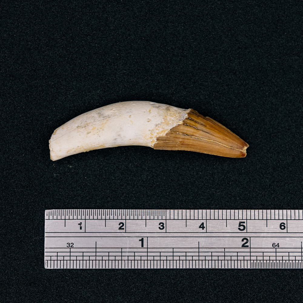 Squalodon - Member Collections - The Fossil Forum