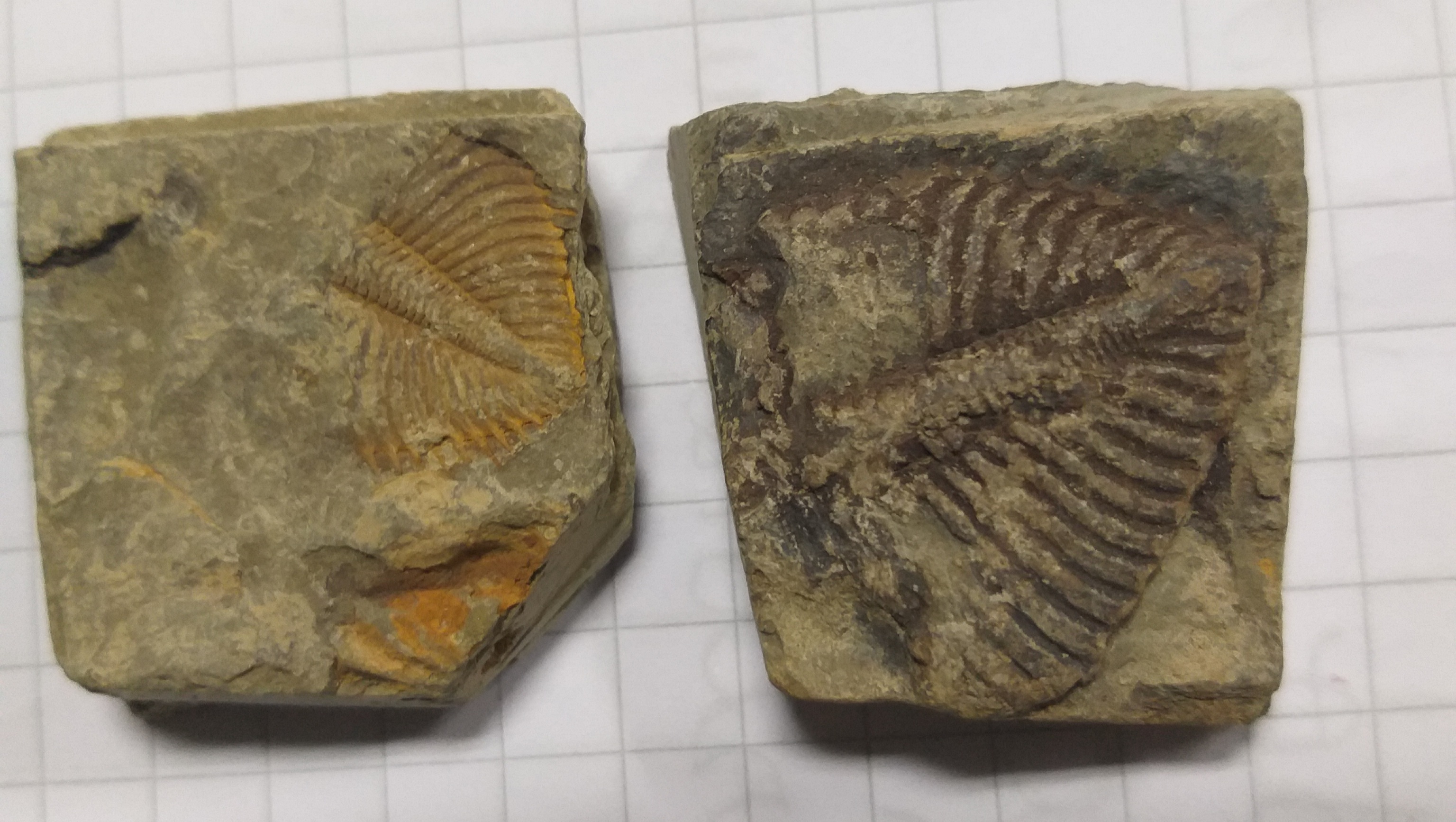 Are my fossils real? - Is It Real? How to Recognize Fossil Fabrications ...