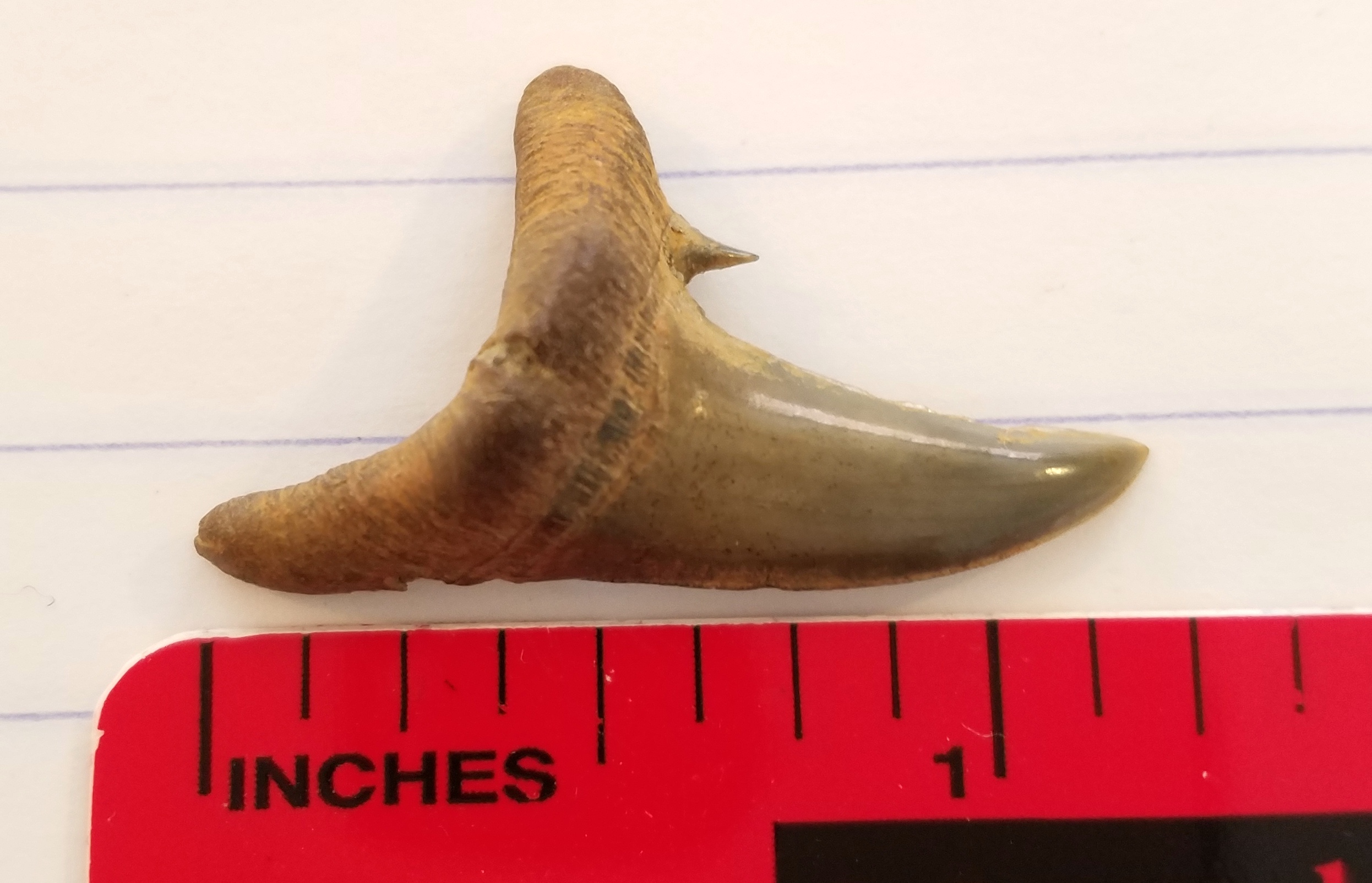 NJ Eocene/Miocene Curved Shark Tooth - Fossil ID - The Fossil Forum