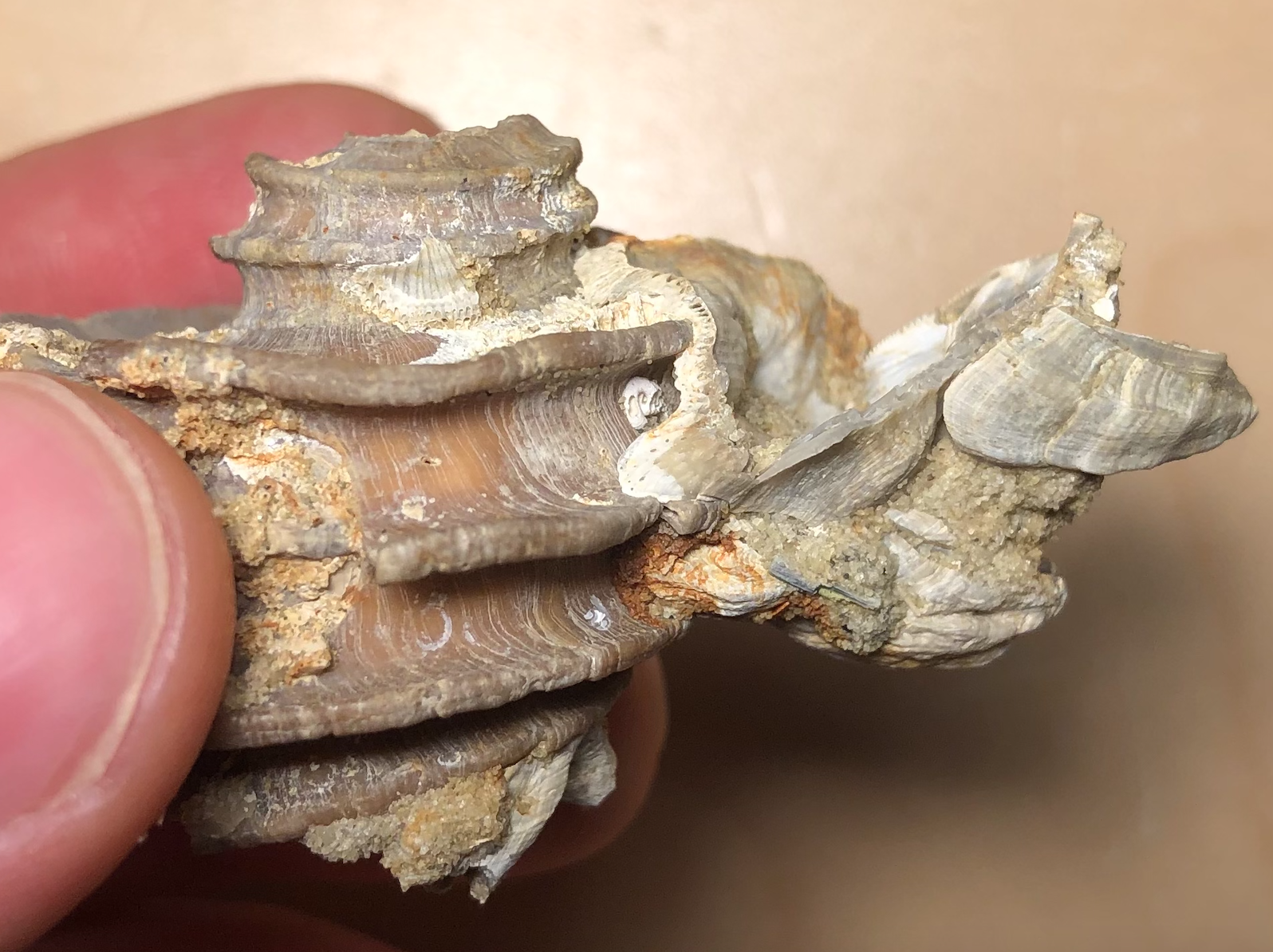 Virginia Shell Hunt - Fossil Hunting Trips - The Fossil Forum