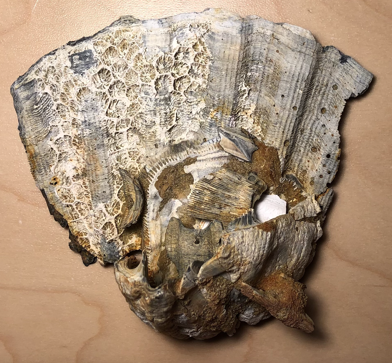 Virginia Shell Hunt - Fossil Hunting Trips - The Fossil Forum