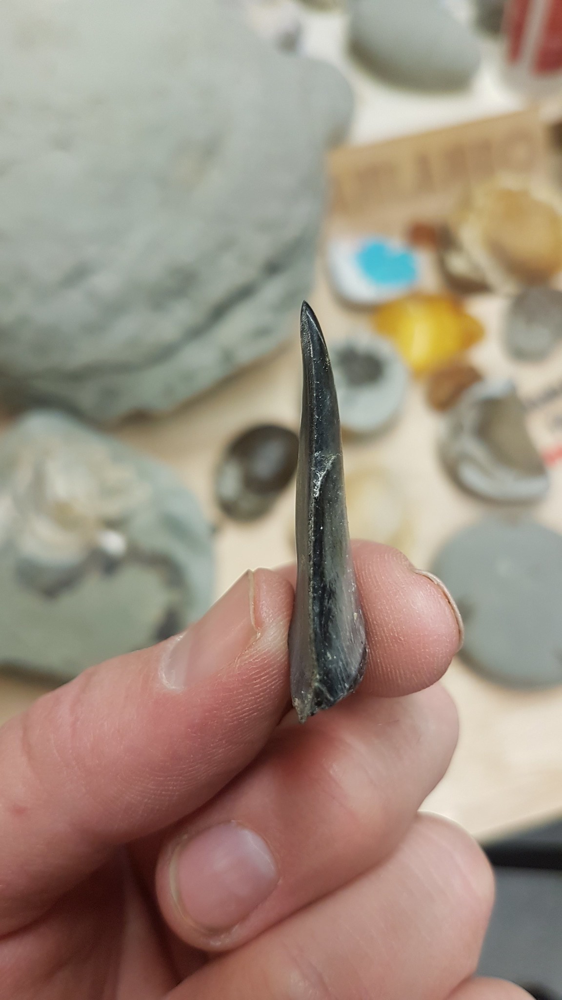 Shark tooth from late Miocene New Zealand - Fossil ID - The Fossil Forum