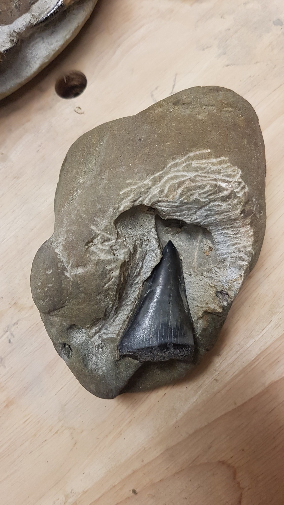 Shark tooth from late Miocene New Zealand - Fossil ID - The Fossil Forum