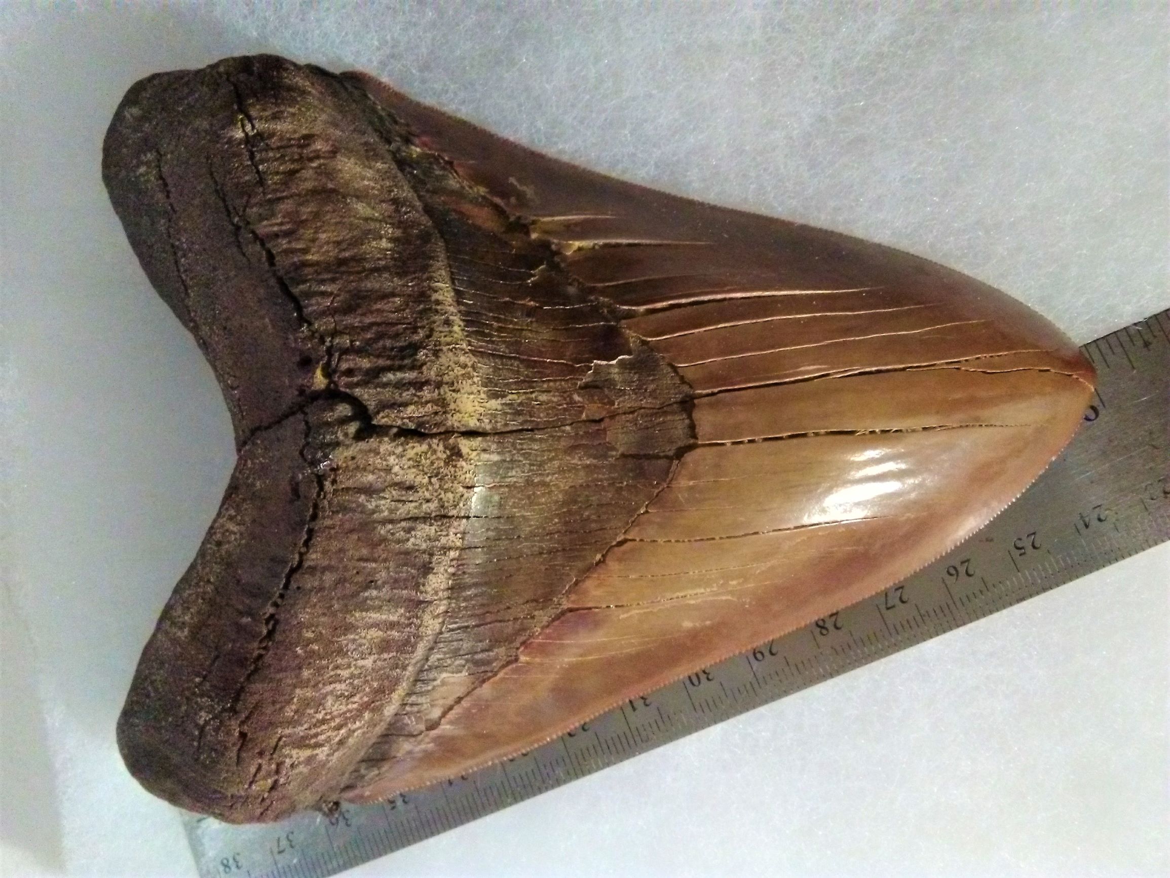 Show Us Your Favorite Megalodon Tooth! - Page 2 - Member Collections ...