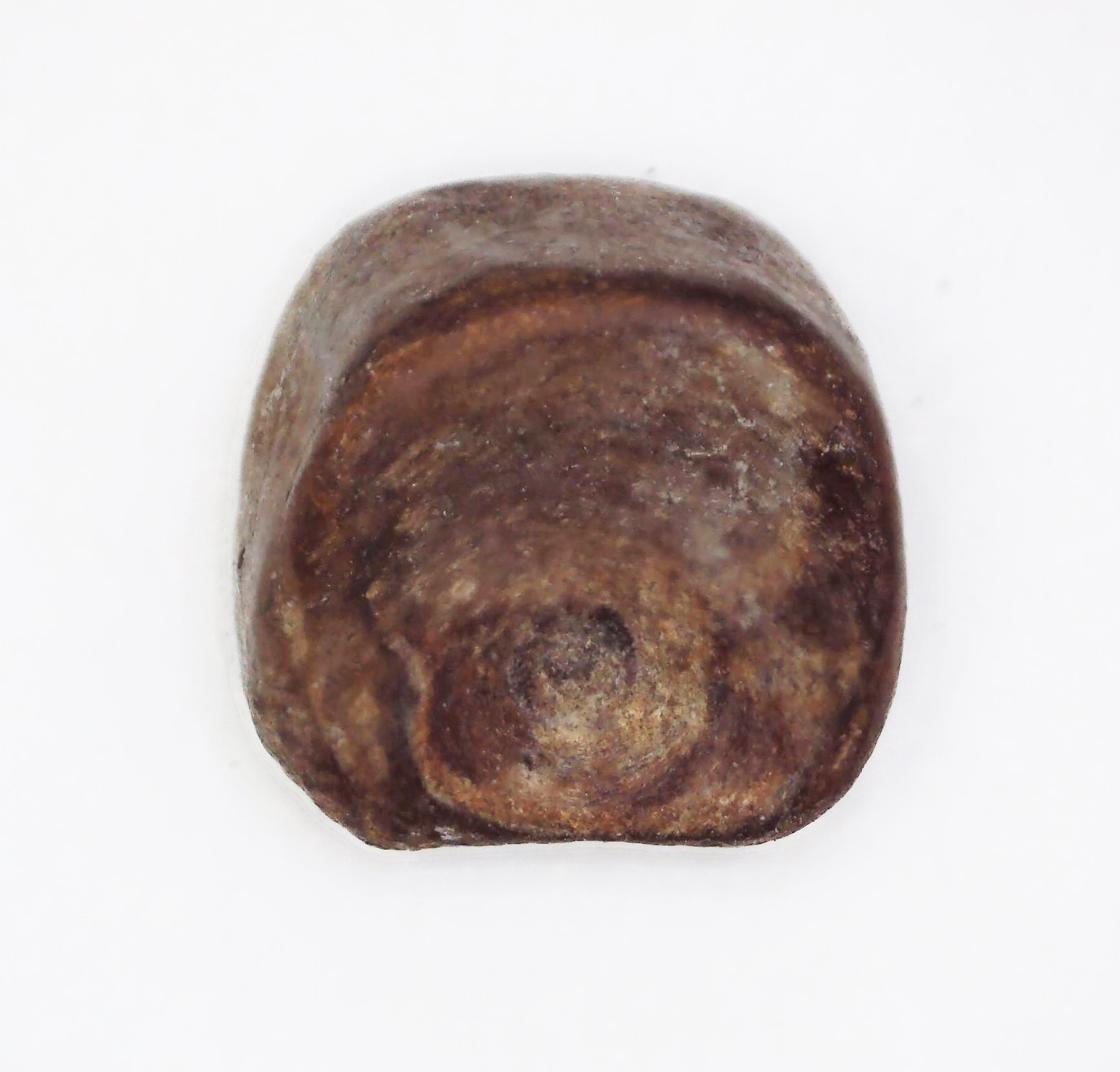 Ray Versus Shark Vertebrae - How to discern? - General Fossil ...
