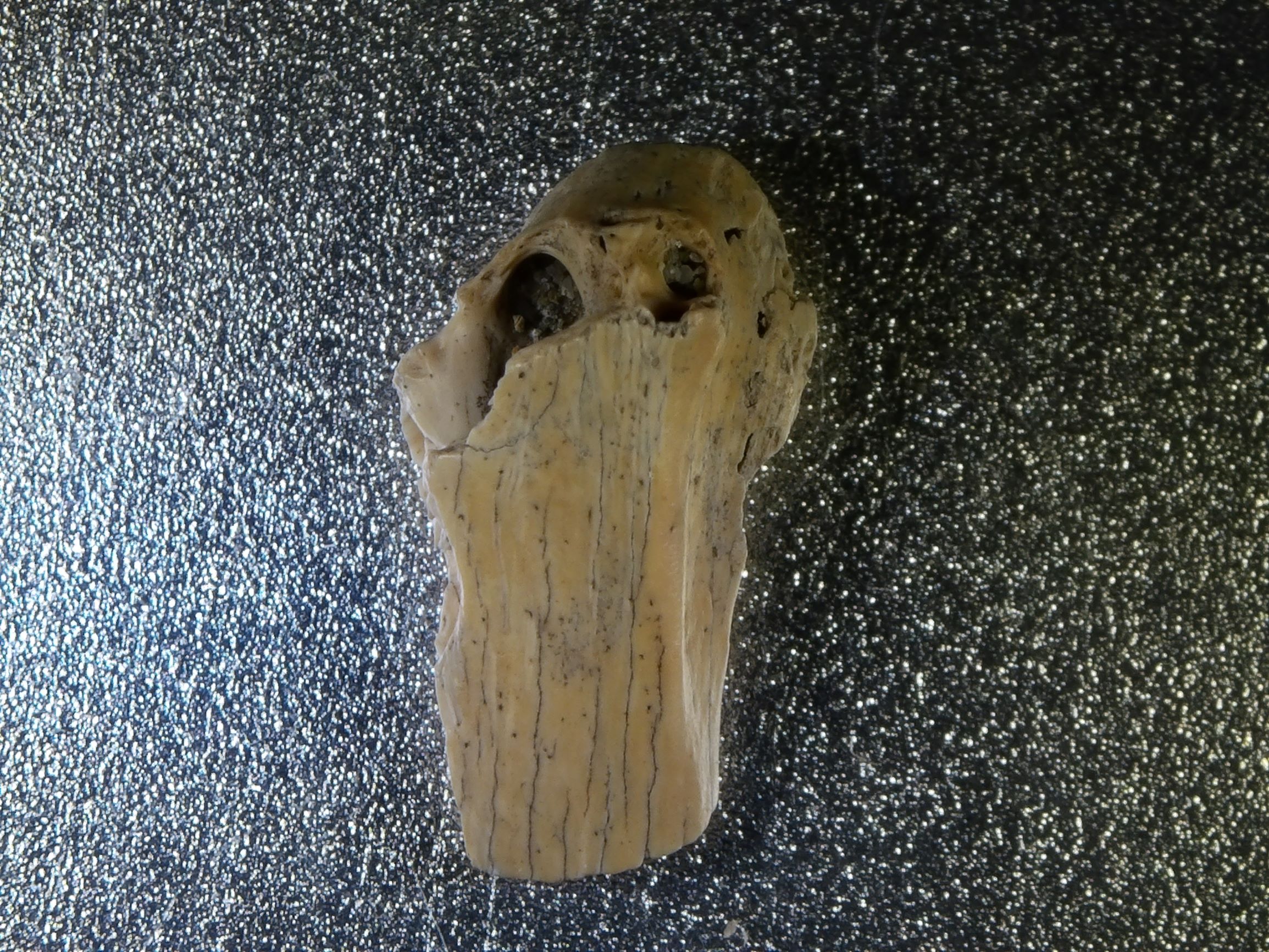 Hell Creek Bird Bone? - Fossil ID - The Fossil Forum