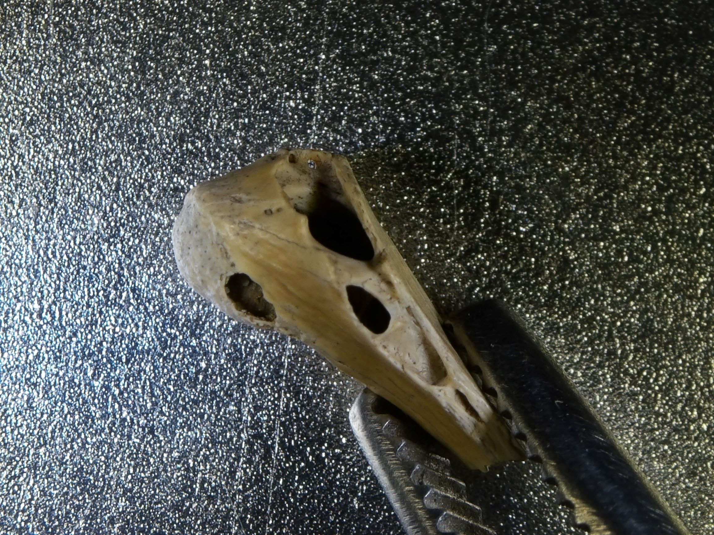 Hell Creek Bird Bone? - Fossil ID - The Fossil Forum