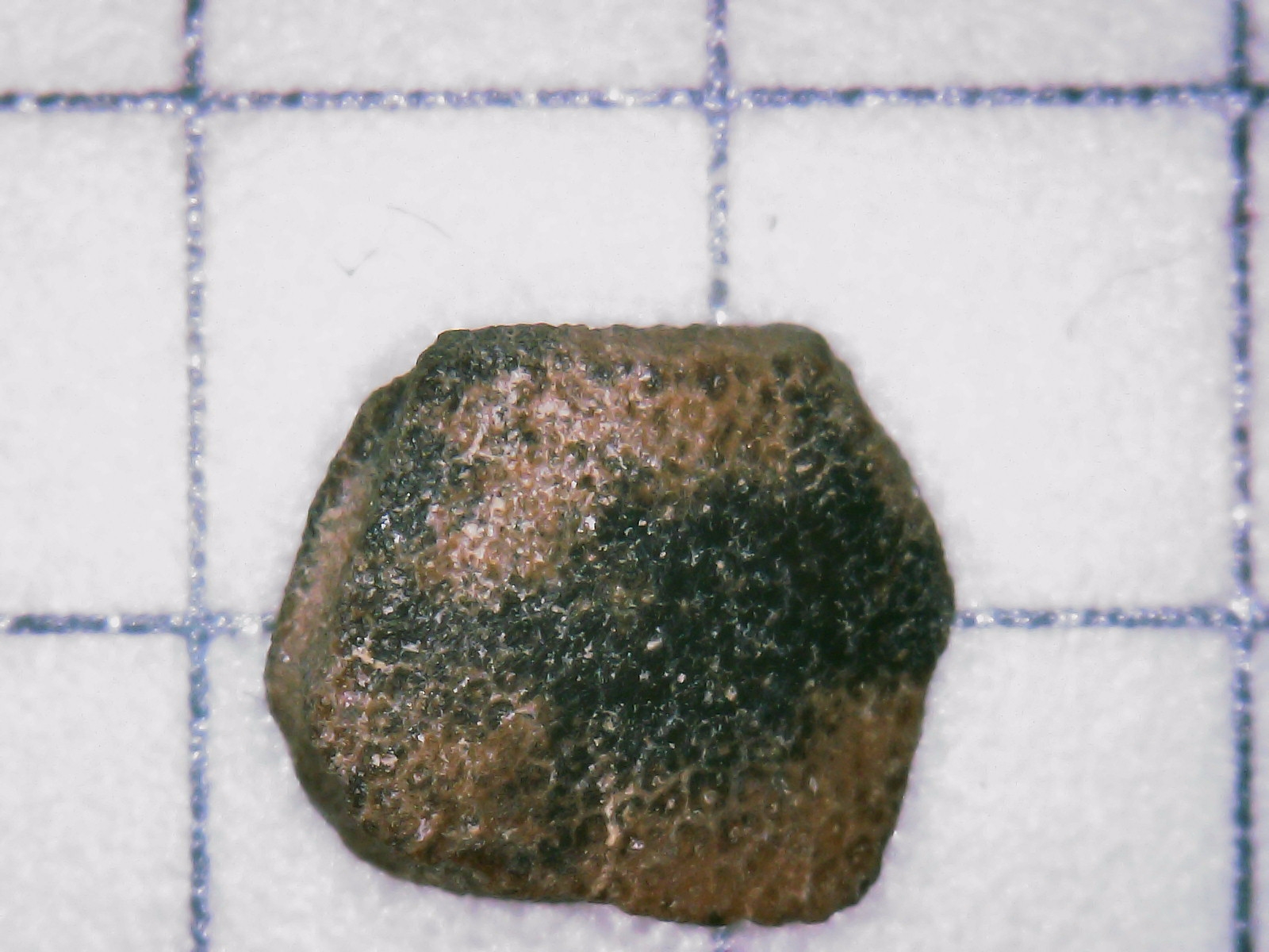 Mystery crushing tooth (?) from the Calvert and Old Church Formations ...