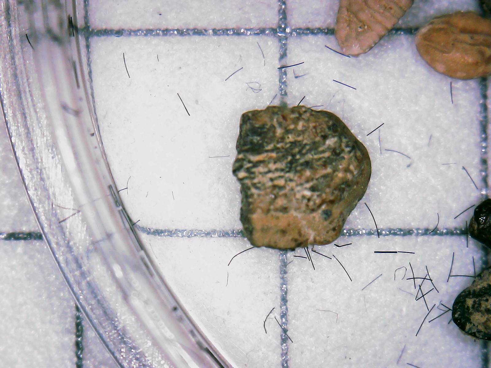 Mystery crushing tooth (?) from the Calvert and Old Church Formations ...