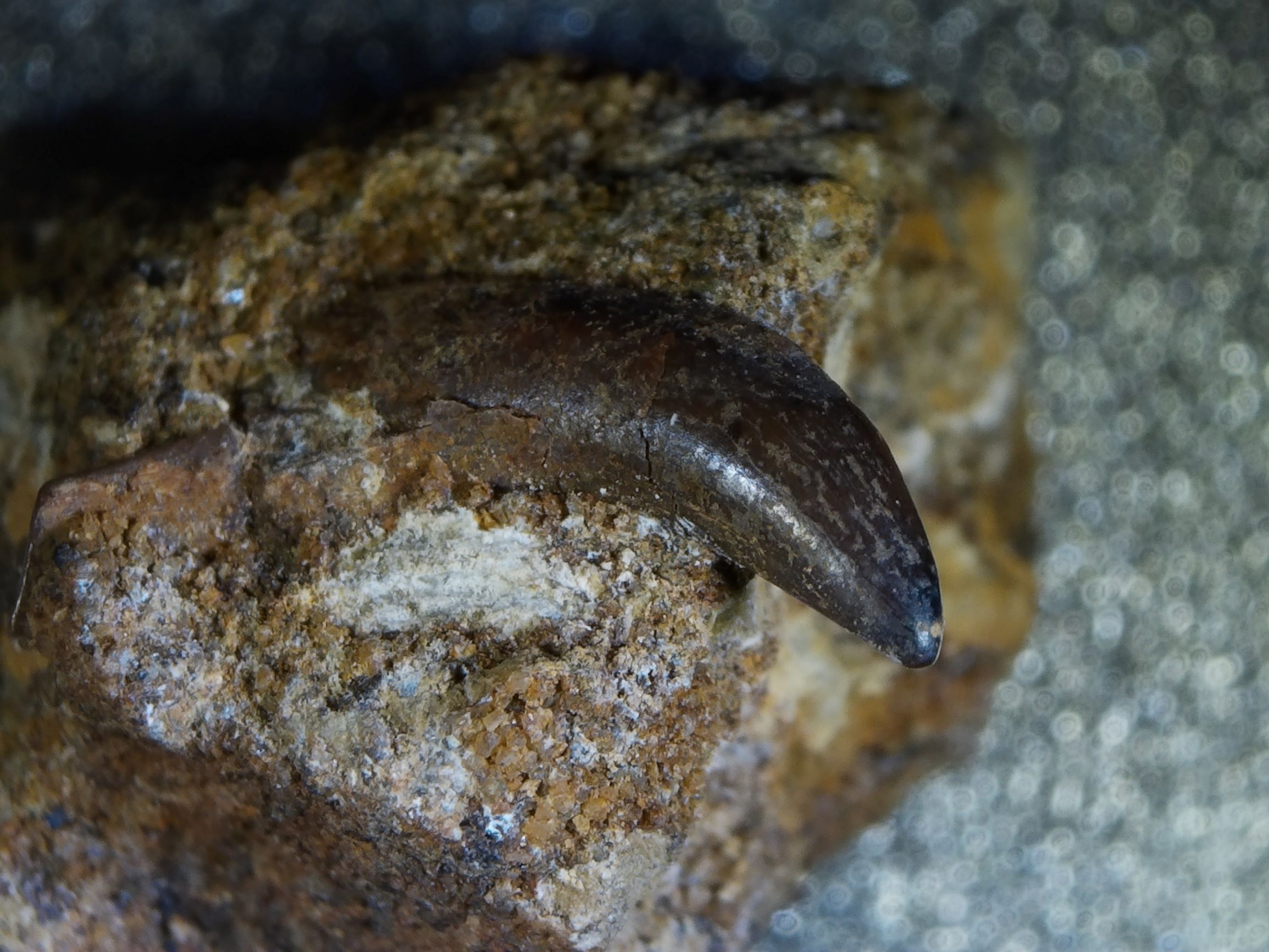 Lance fm. Potential Varanoid Tooth? - Fossil ID - The Fossil Forum