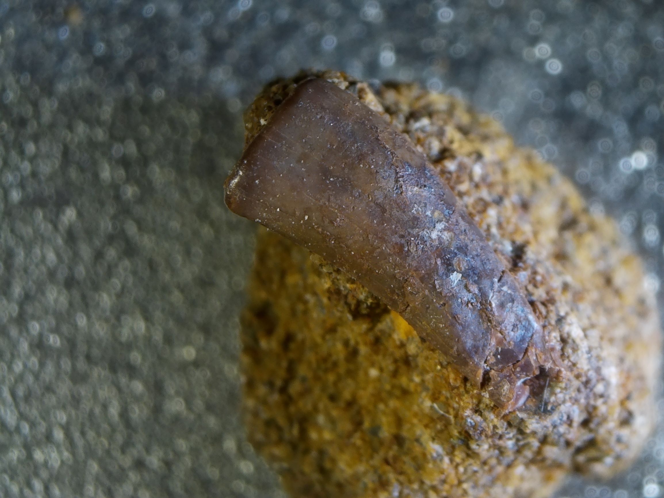 Another Lance fm. Tooth - Fossil ID - The Fossil Forum