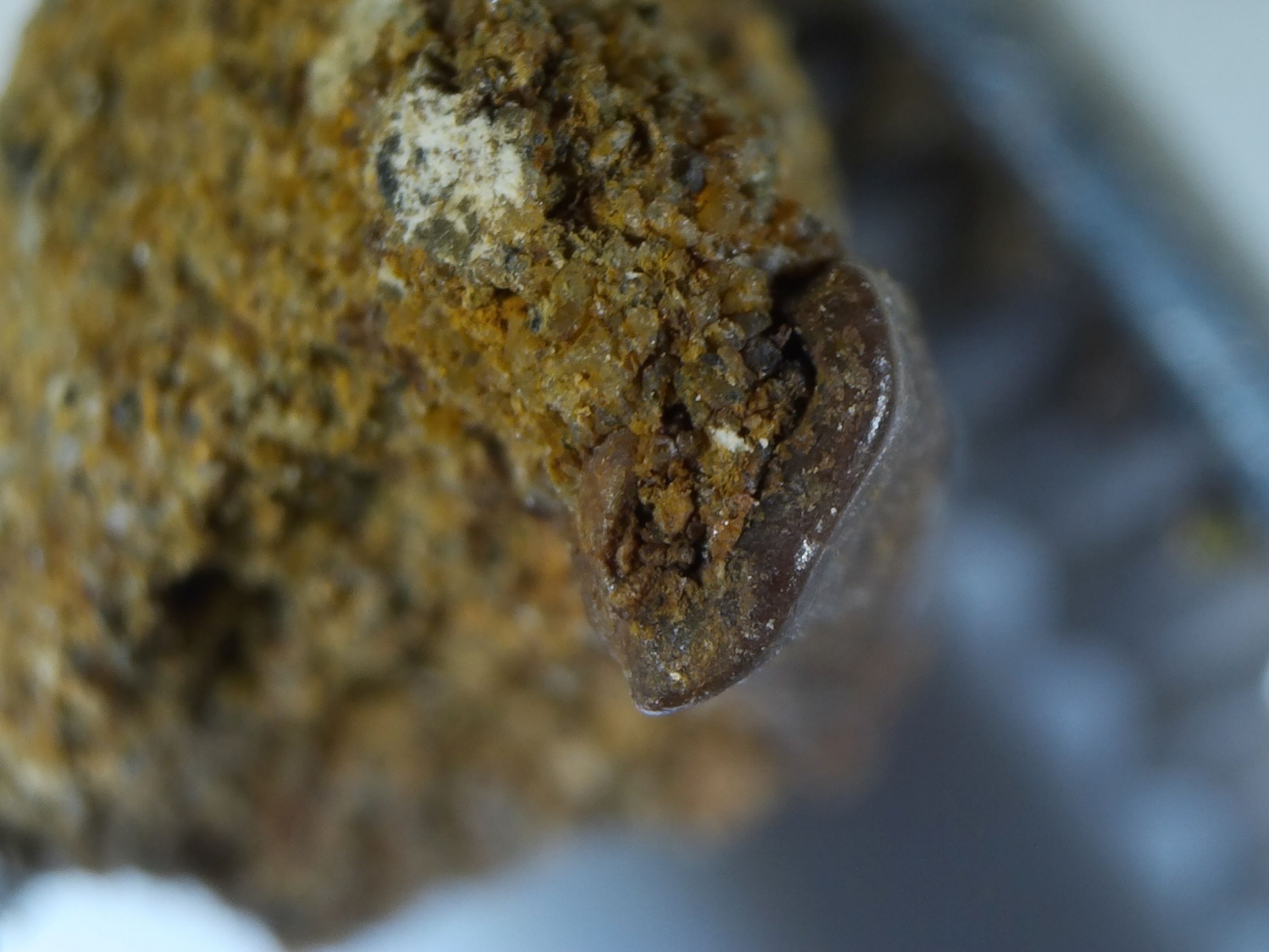 Another Lance fm. Tooth - Fossil ID - The Fossil Forum