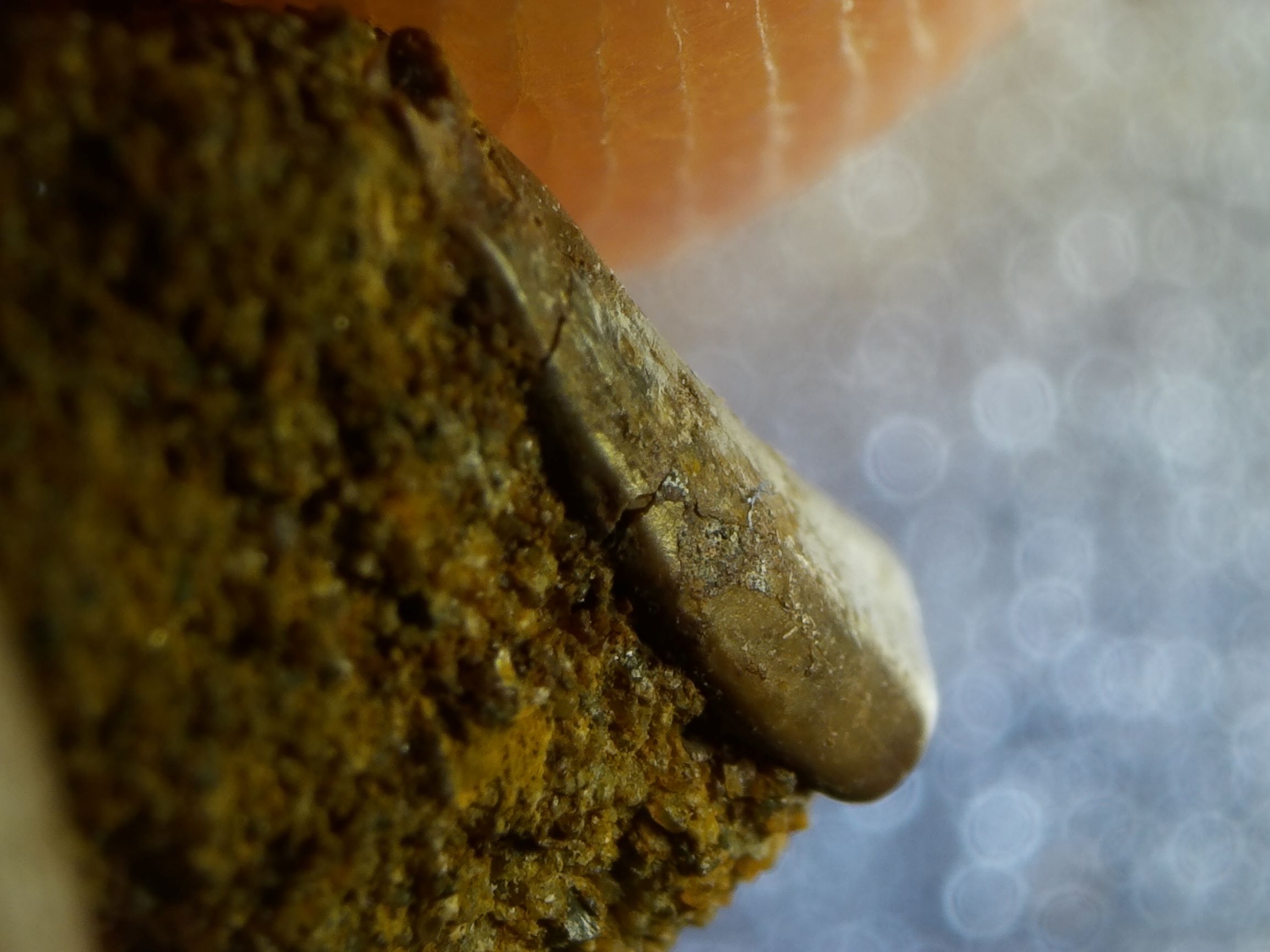 Another Lance fm. Tooth - Fossil ID - The Fossil Forum