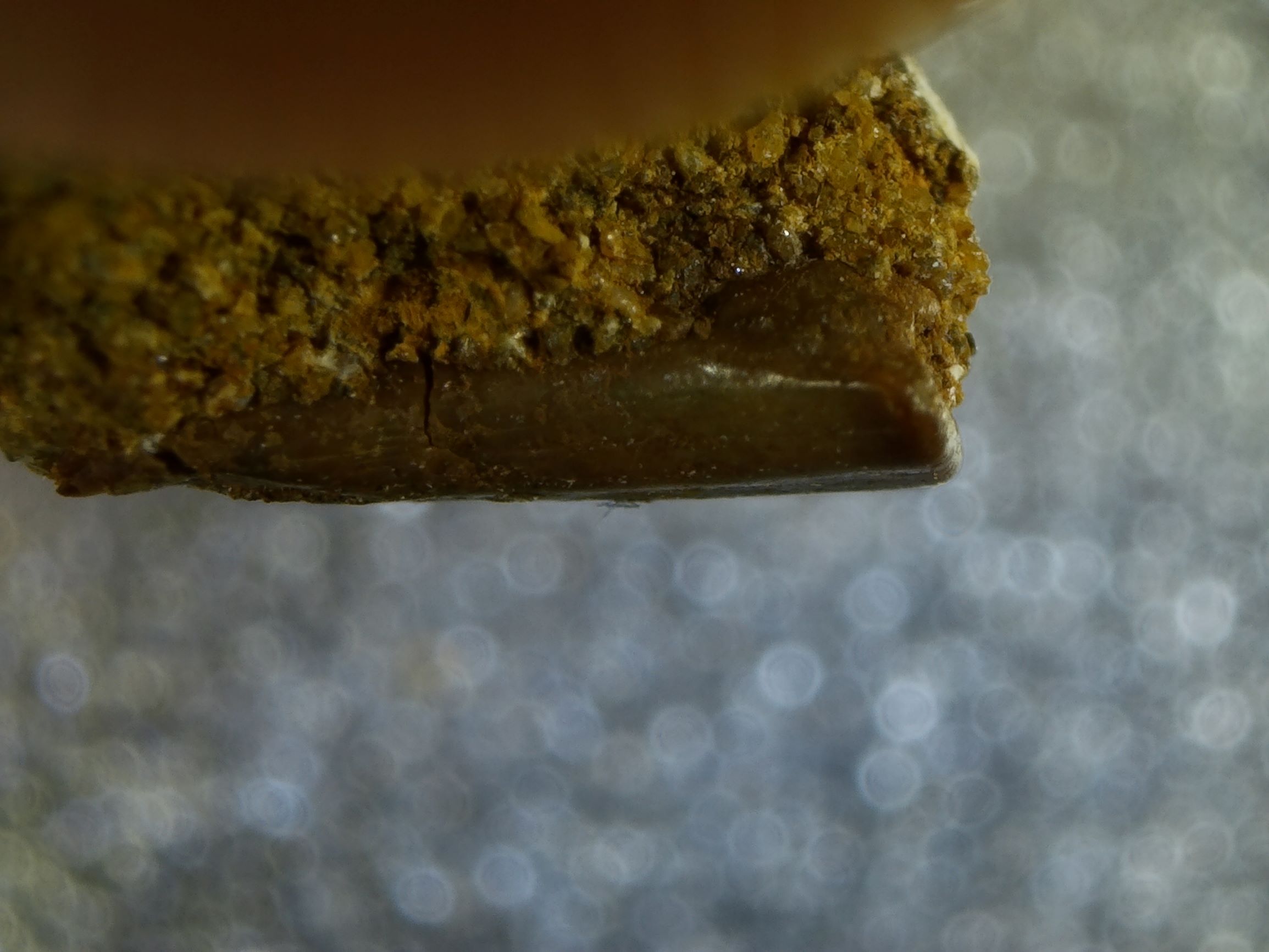 Another Lance fm. Tooth - Fossil ID - The Fossil Forum