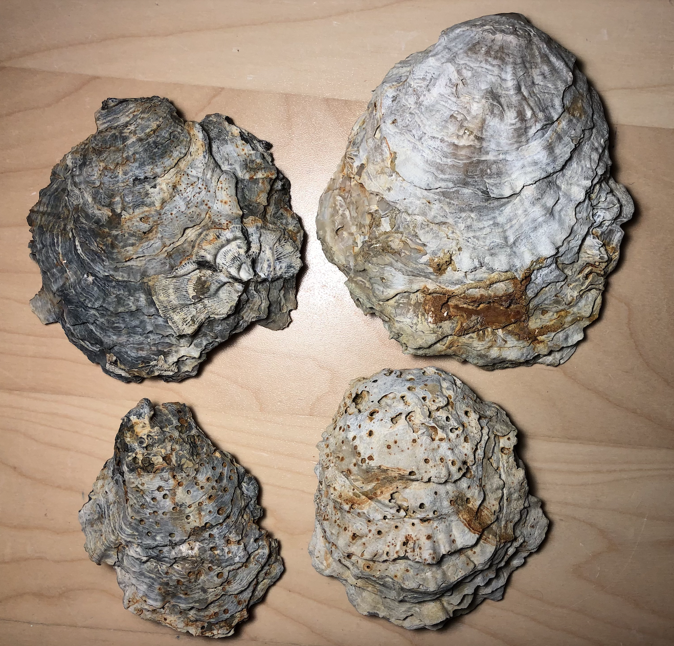 Virginia Shell Hunt - Fossil Hunting Trips - The Fossil Forum