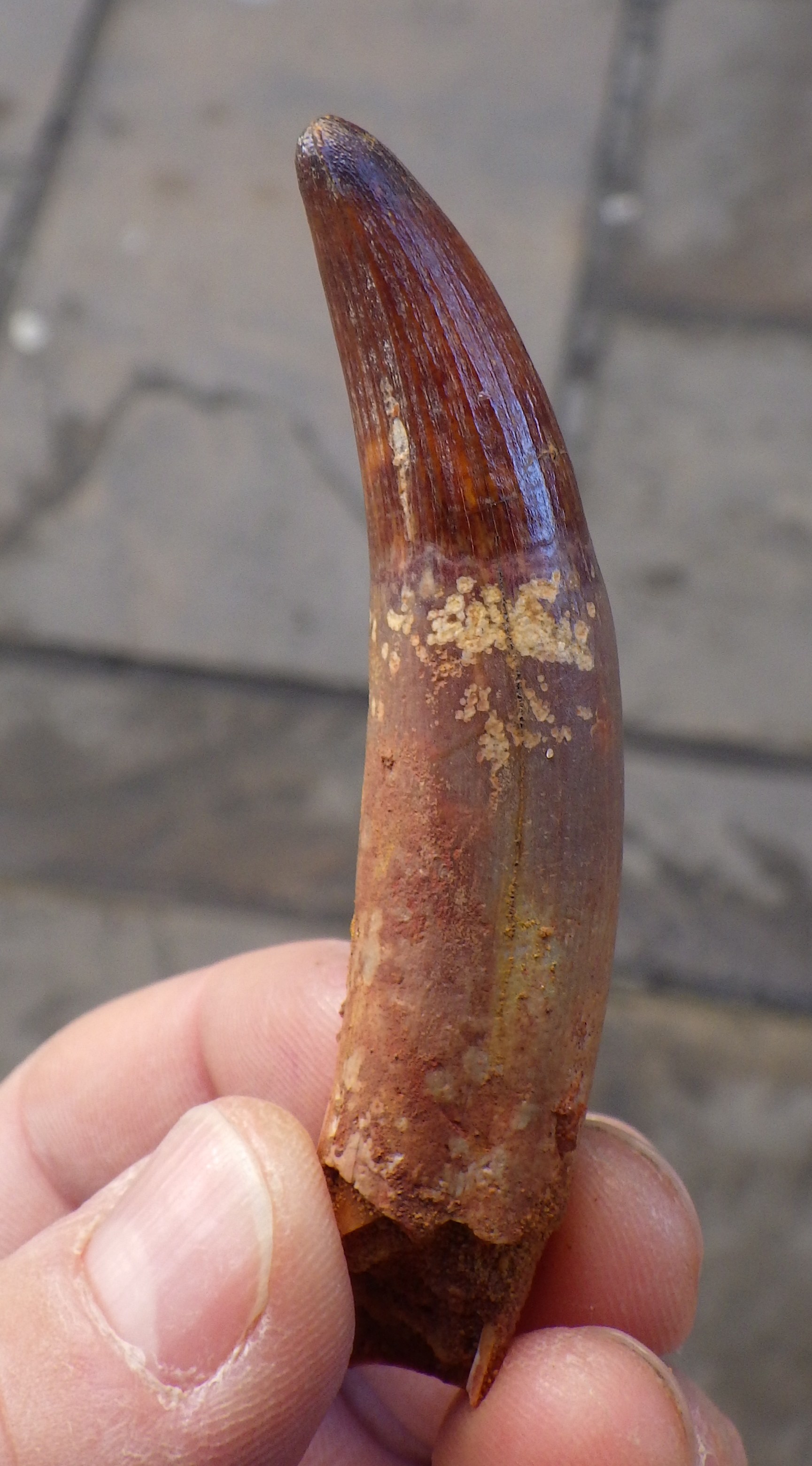 Elosuchus tooth? - Fossil ID - The Fossil Forum