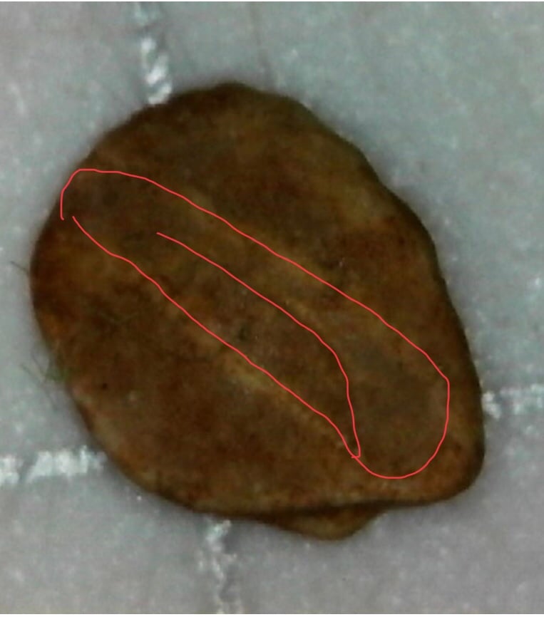 Pliocene Otolith? - Fossil ID - The Fossil Forum