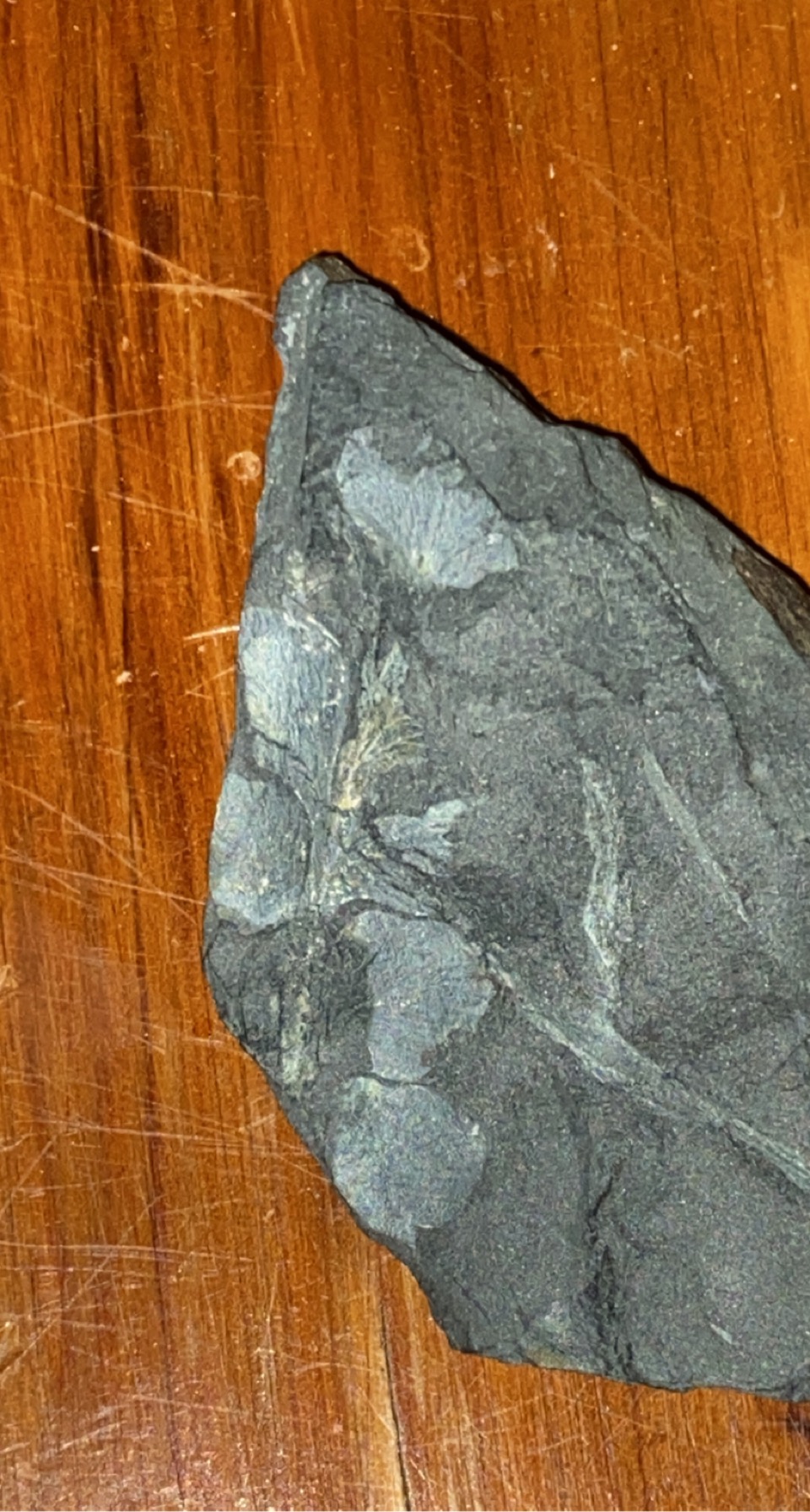 Sphenopteris? - Fossil ID - The Fossil Forum