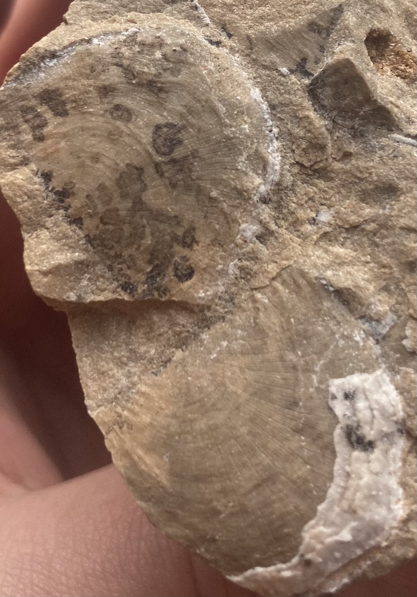 Wisconsin Brachiopod fossils? - Fossil ID - The Fossil Forum