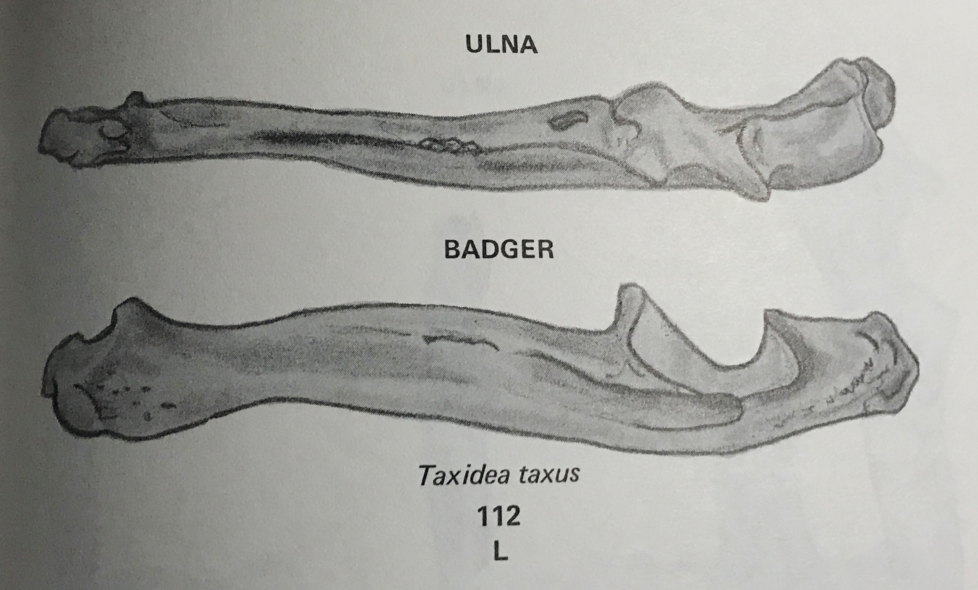 Is this bird bone fossil or not? - Fossil ID - The Fossil Forum