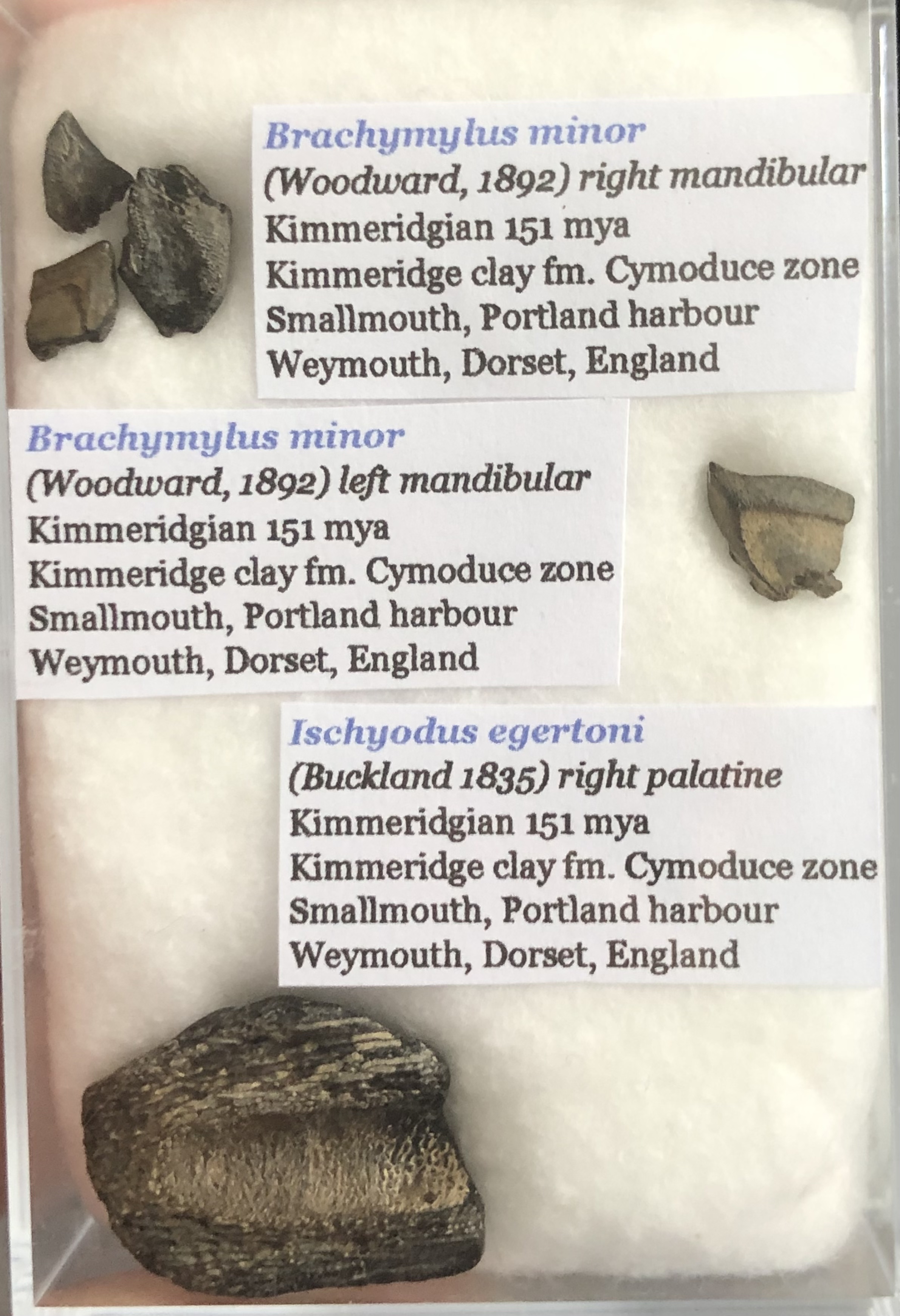 Show us your chimaeroids - Member Collections - The Fossil Forum