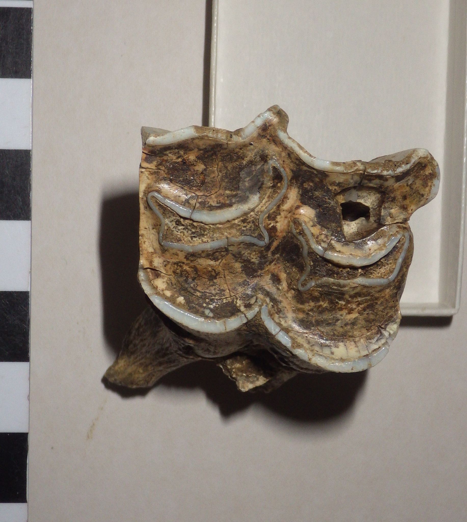 Tooth identification - Fossil ID - The Fossil Forum