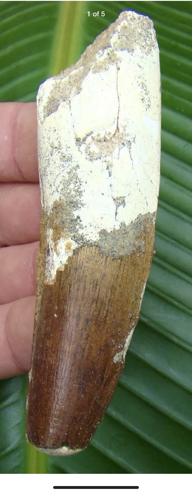 Spino tooth natural or restored/ repaired - Is It Real? How to ...