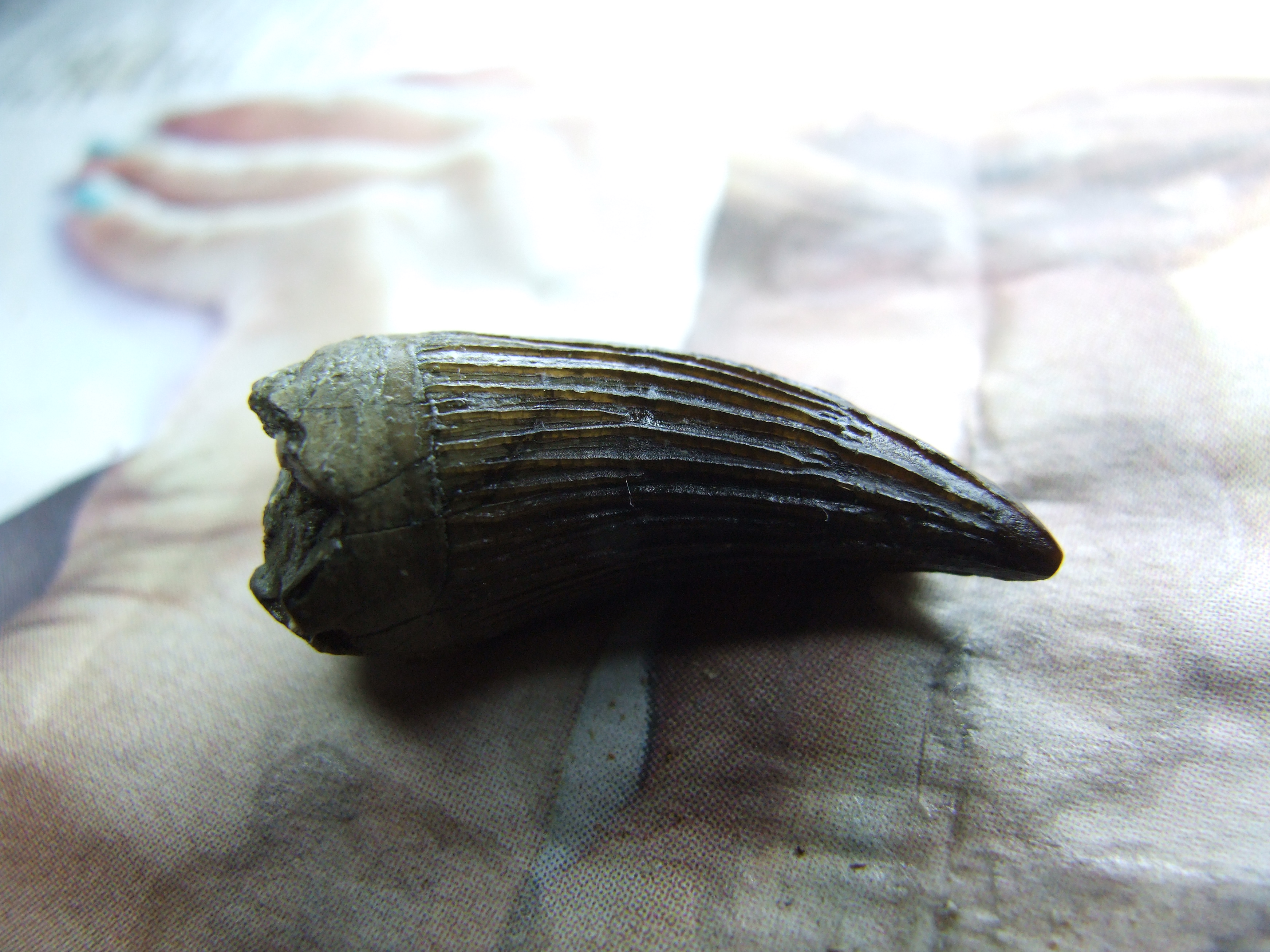 Pliosaur Tooth/species? - Fossil ID - The Fossil Forum