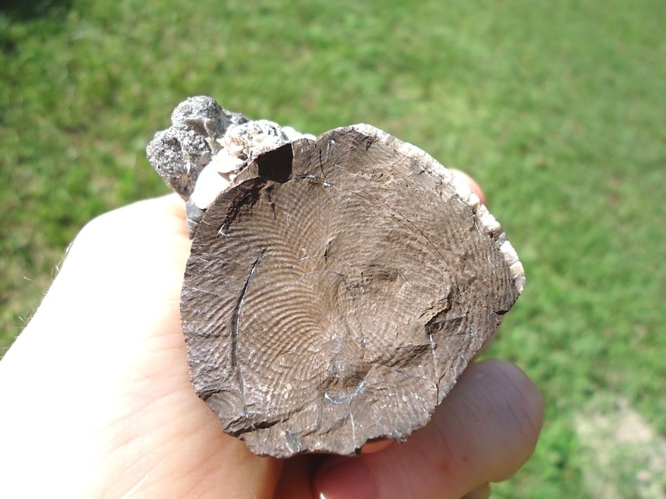 Gomphothere Ivory Schreger angle? - Page 2 - Fossil ID - The Fossil Forum