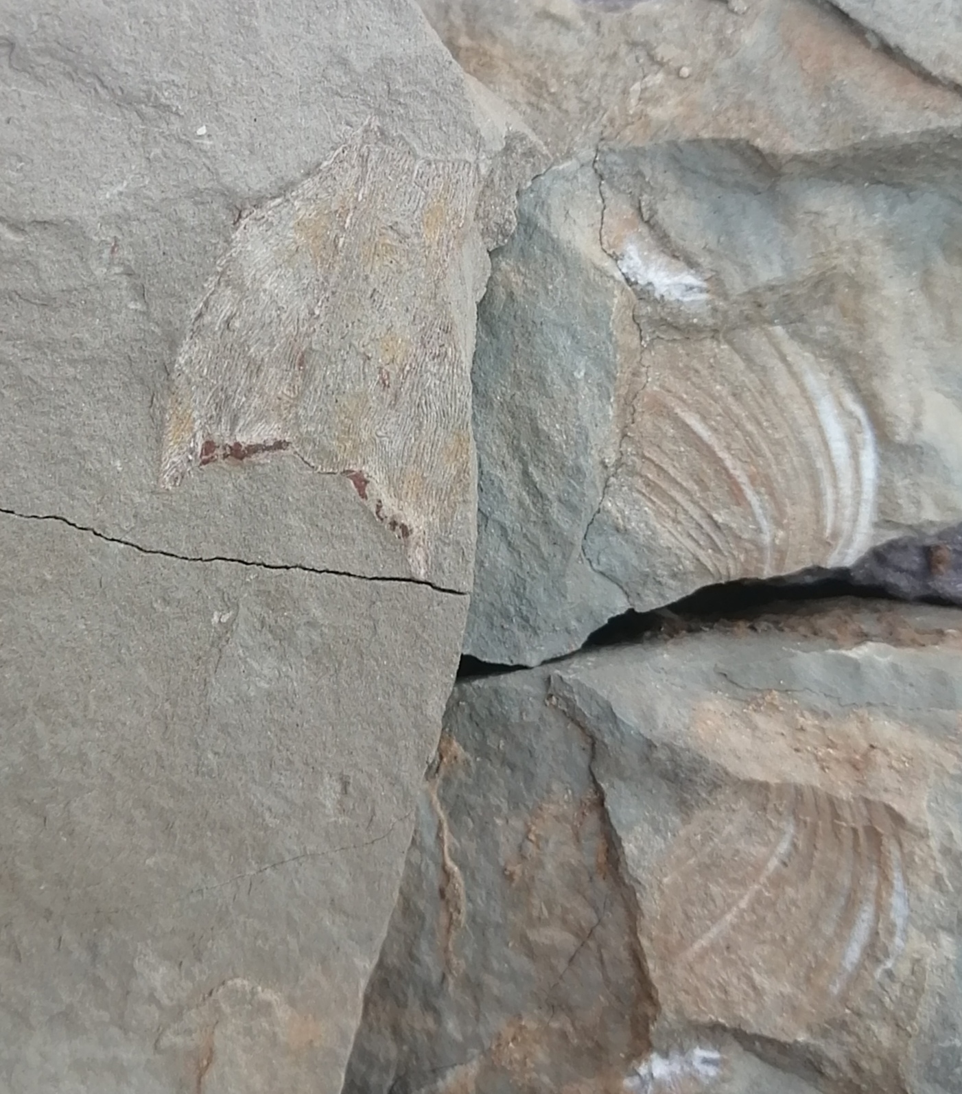 Fossil fish armour? - Fossil ID - The Fossil Forum
