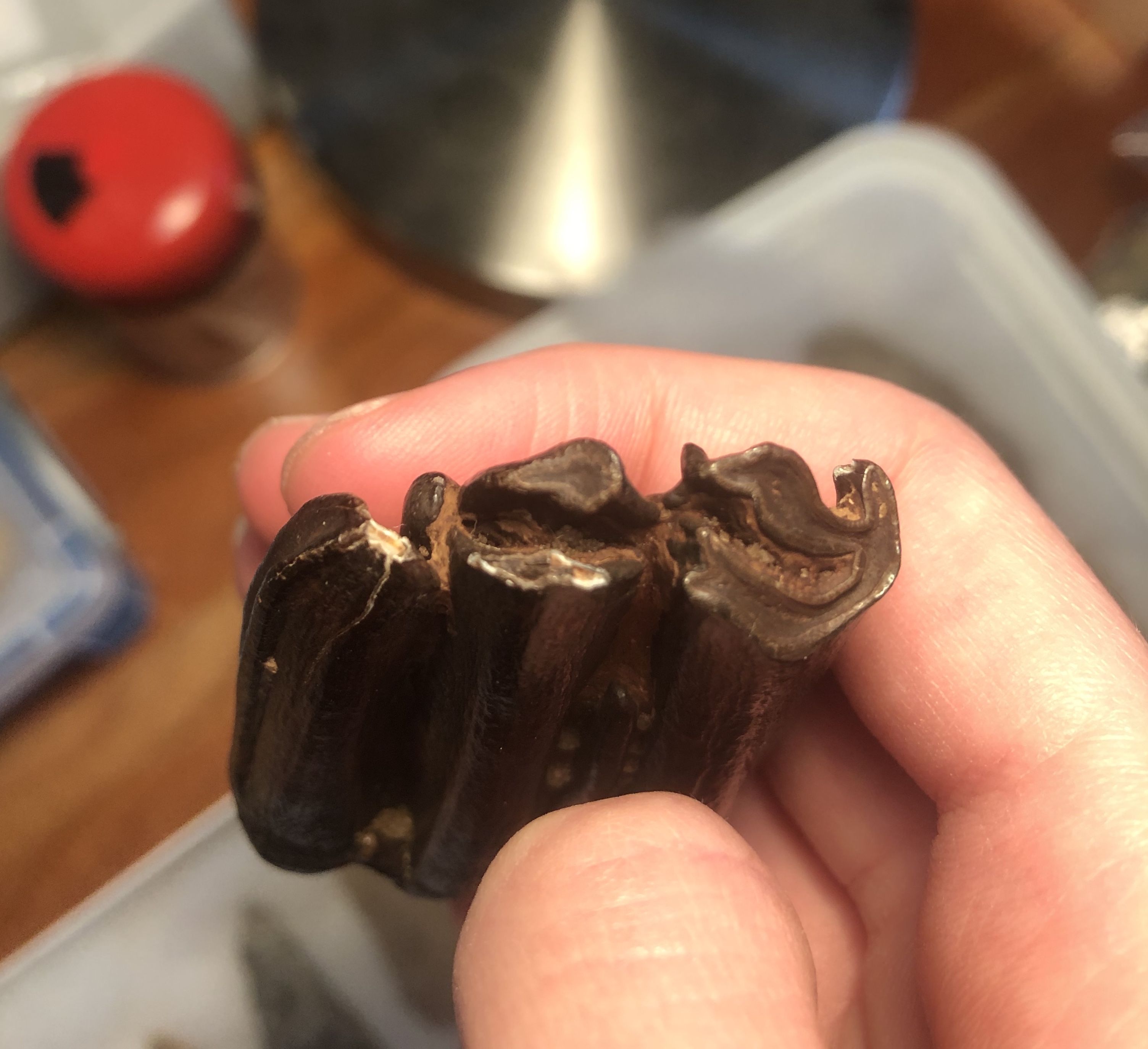 Fossilized nut or fig? - Page 2 - Fossil ID - The Fossil Forum