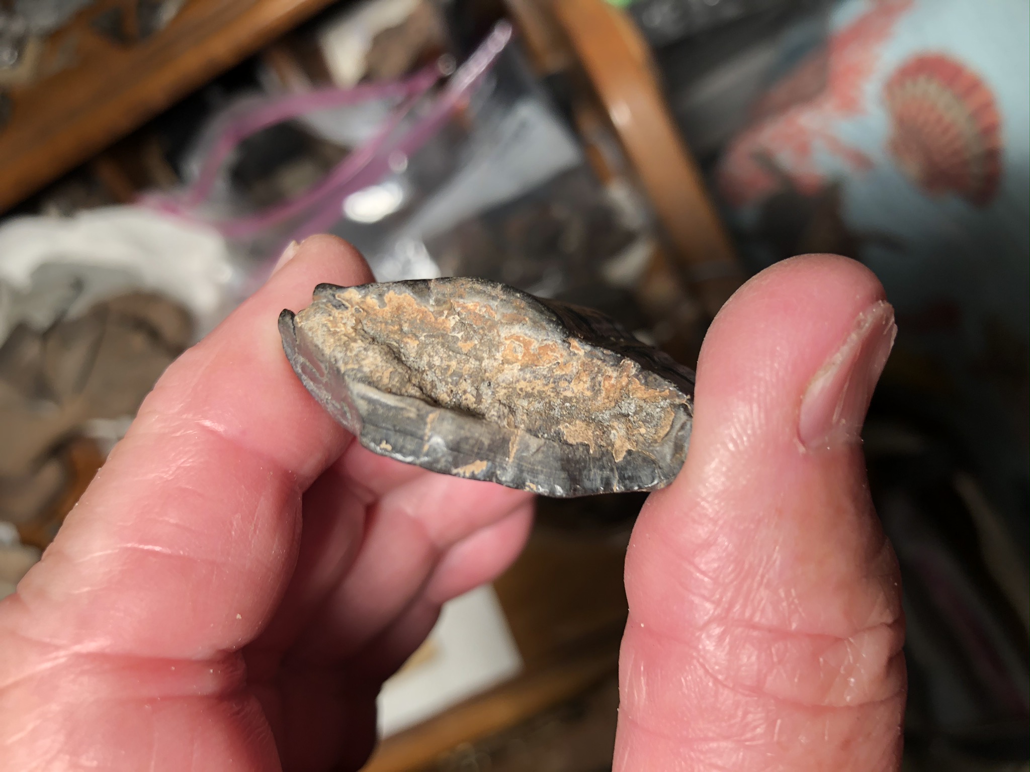 fossil? - Fossil ID - The Fossil Forum