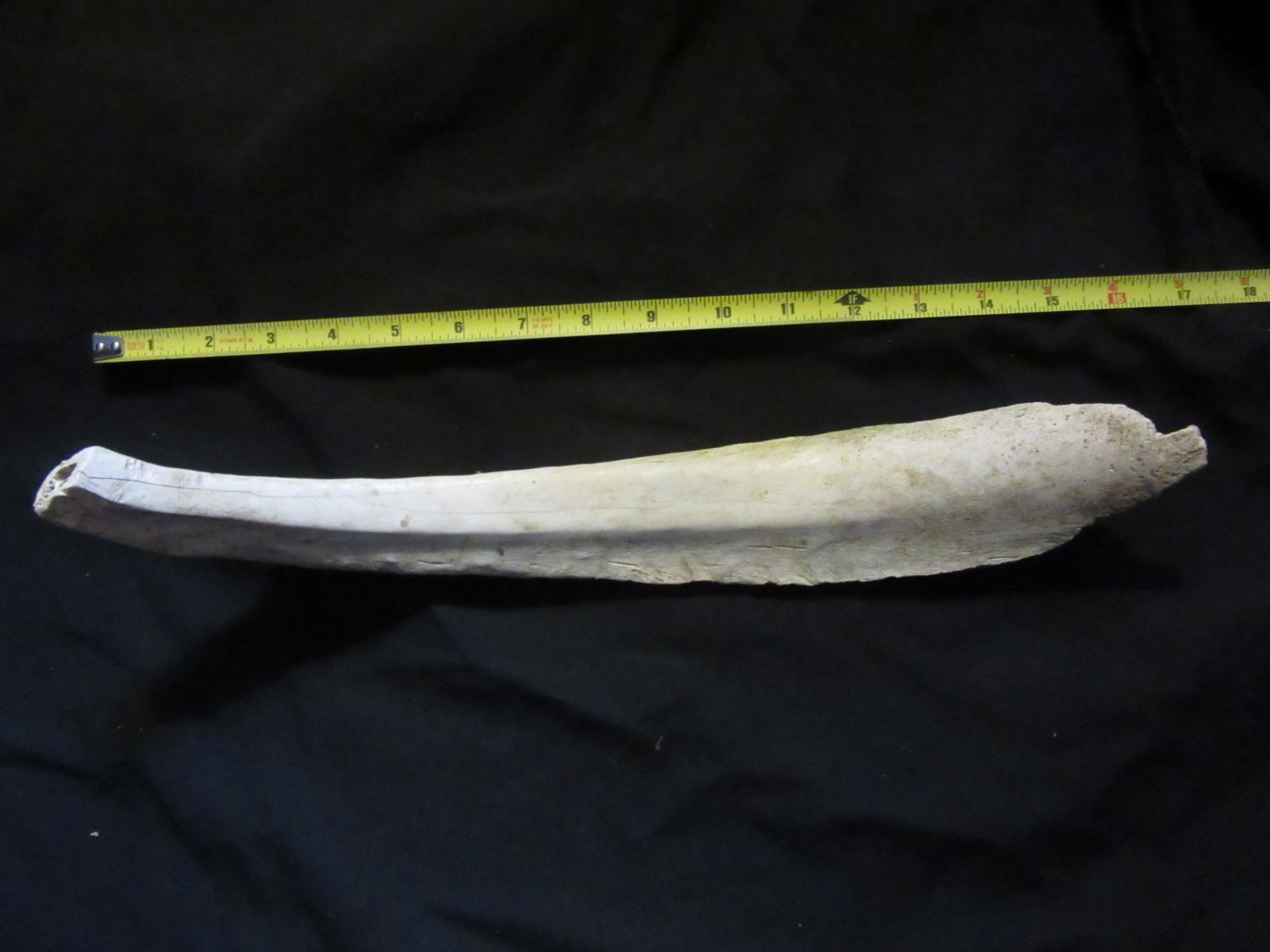 Camelops Rib? - Fossil ID - The Fossil Forum