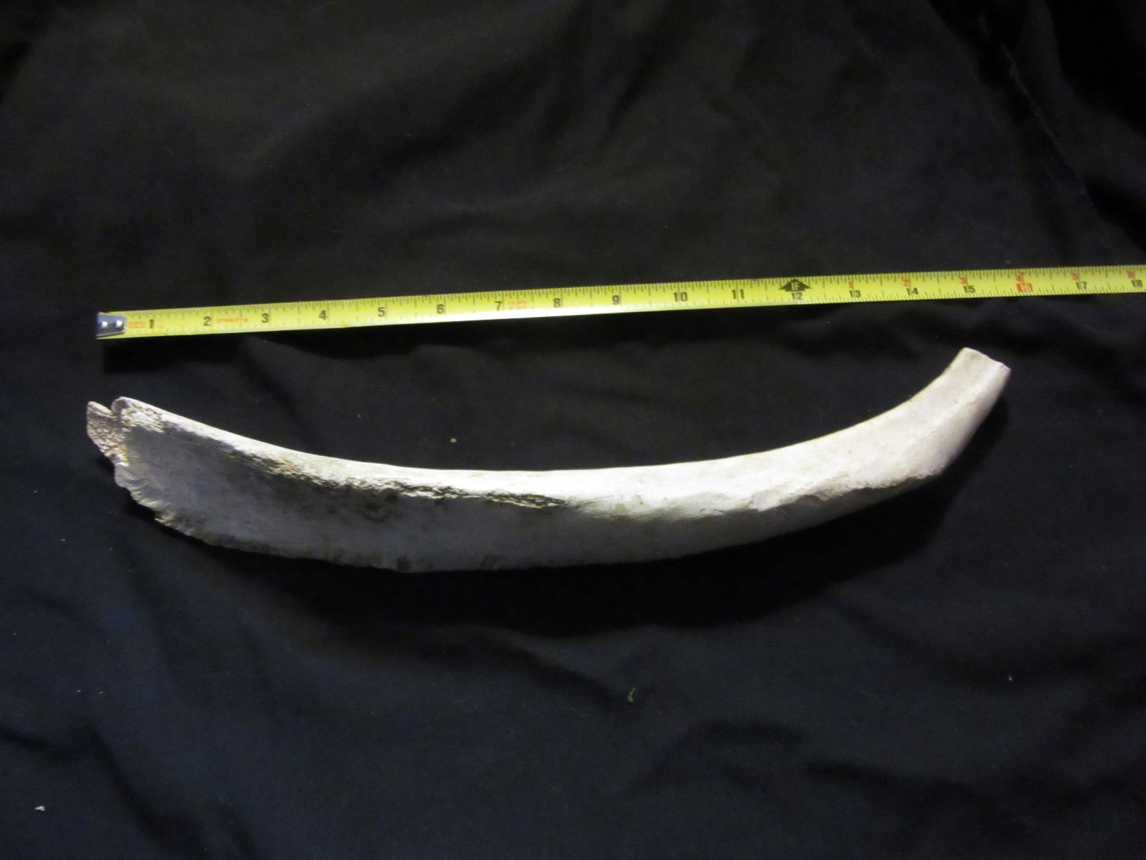 Camelops Rib? - Fossil ID - The Fossil Forum