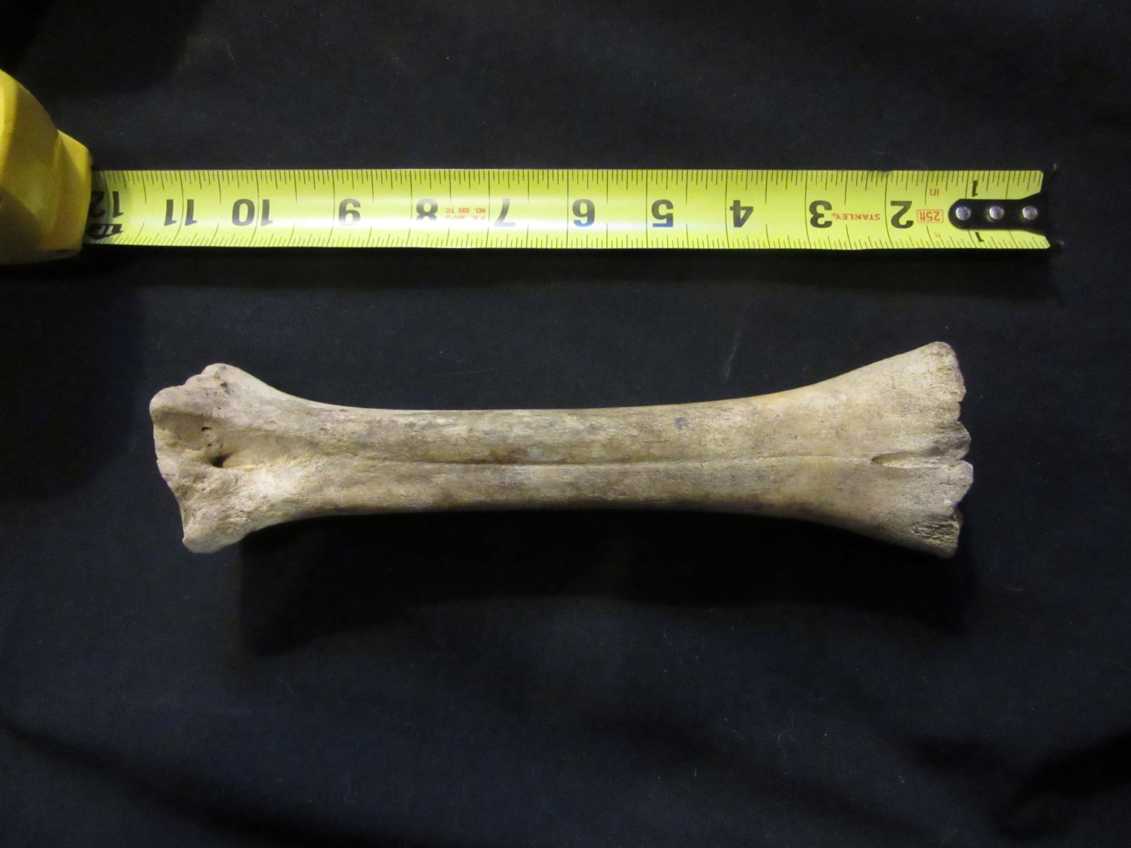 Camelops Rib? - Fossil ID - The Fossil Forum