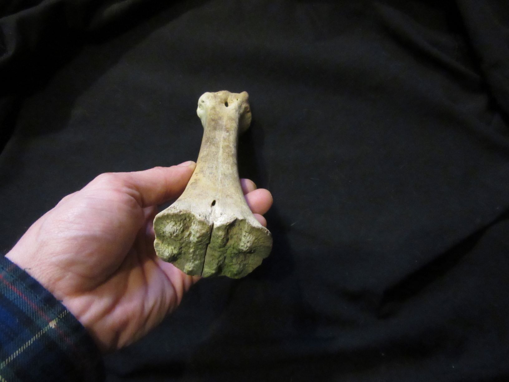 Camelops Rib? - Fossil ID - The Fossil Forum