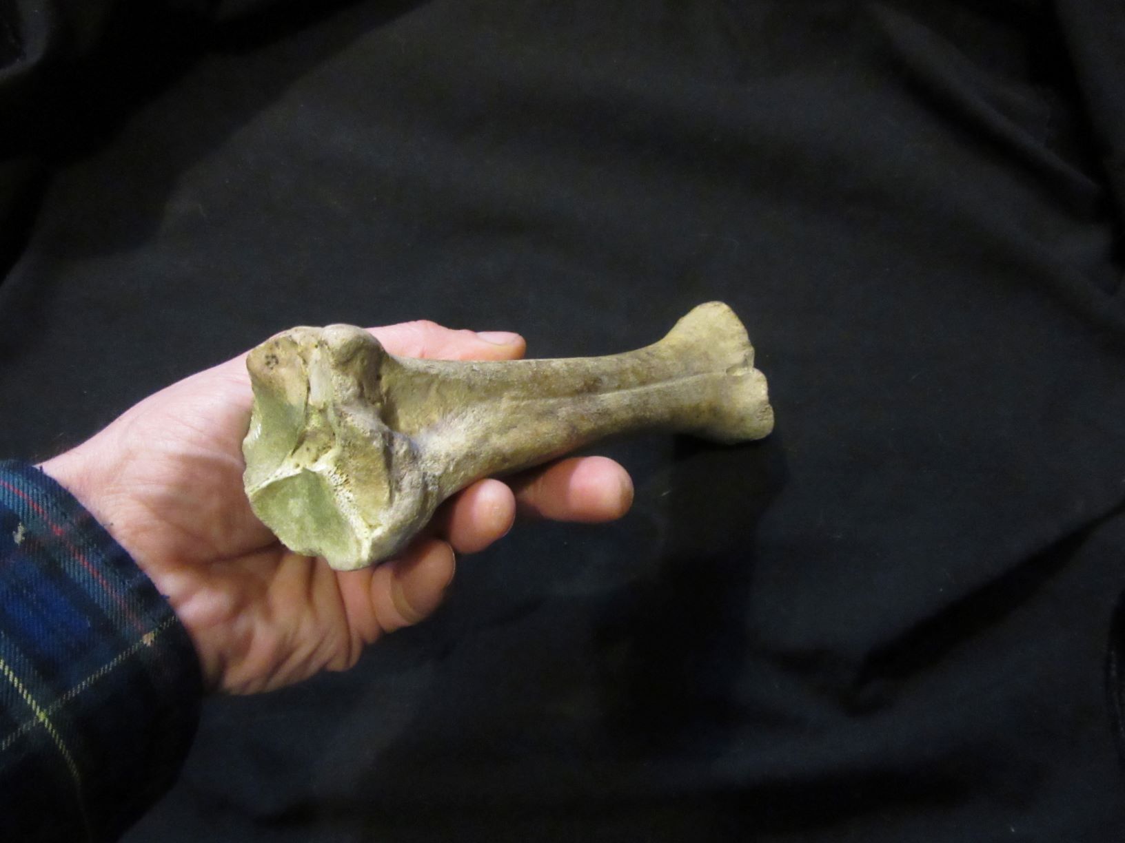 Camelops Rib? - Fossil ID - The Fossil Forum
