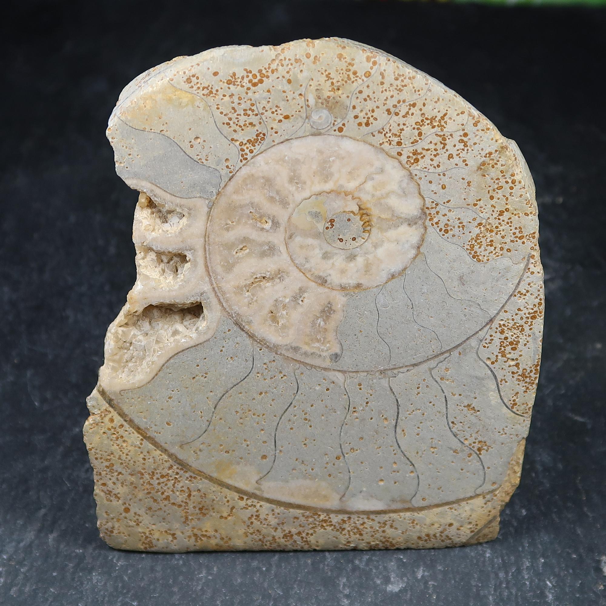 What is *inside* this Ammonite? Could it be an egg? A tooth? - Fossil ...