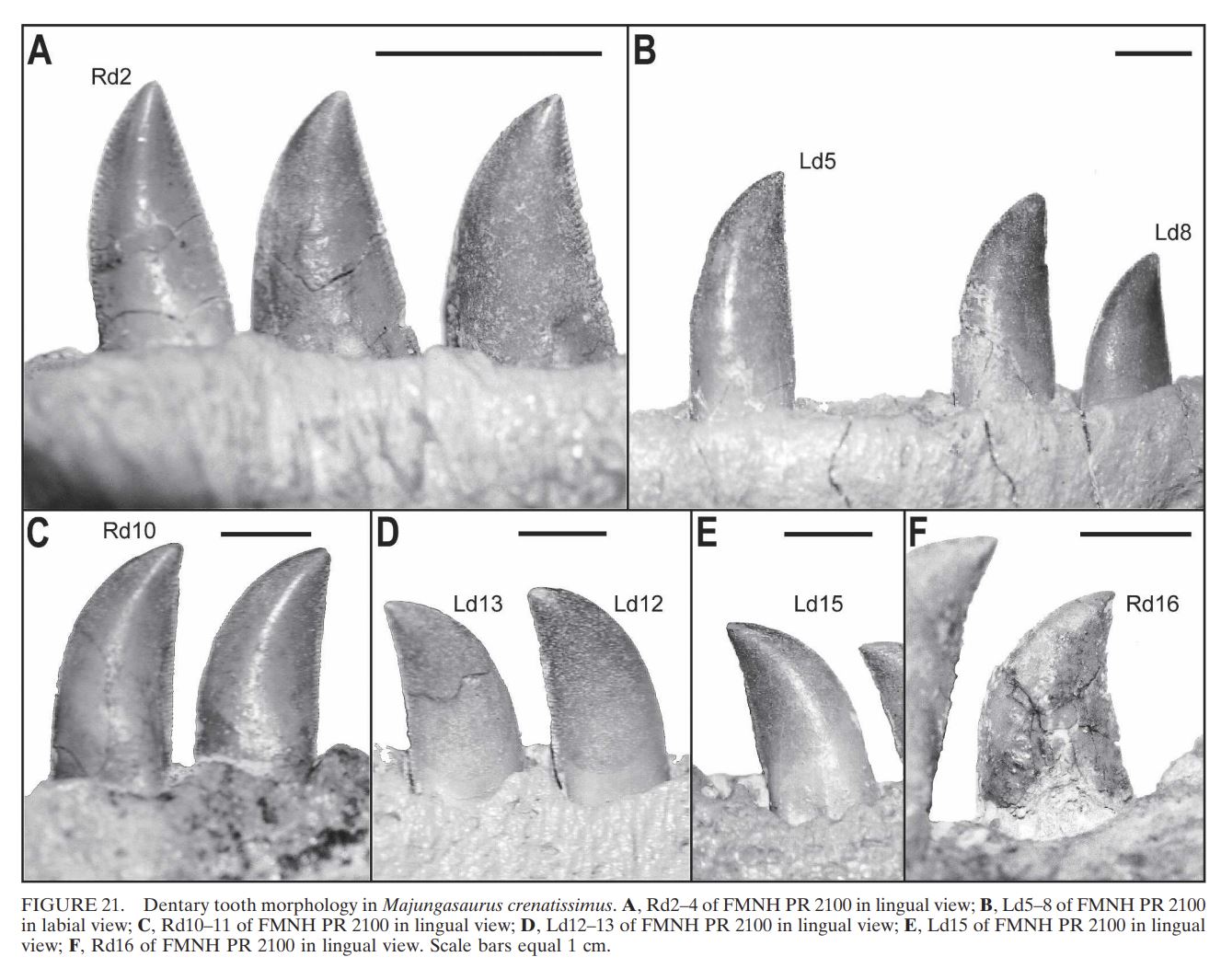 Identification of Some Rarer Theropod Teeth - Fossil ID - The Fossil Forum
