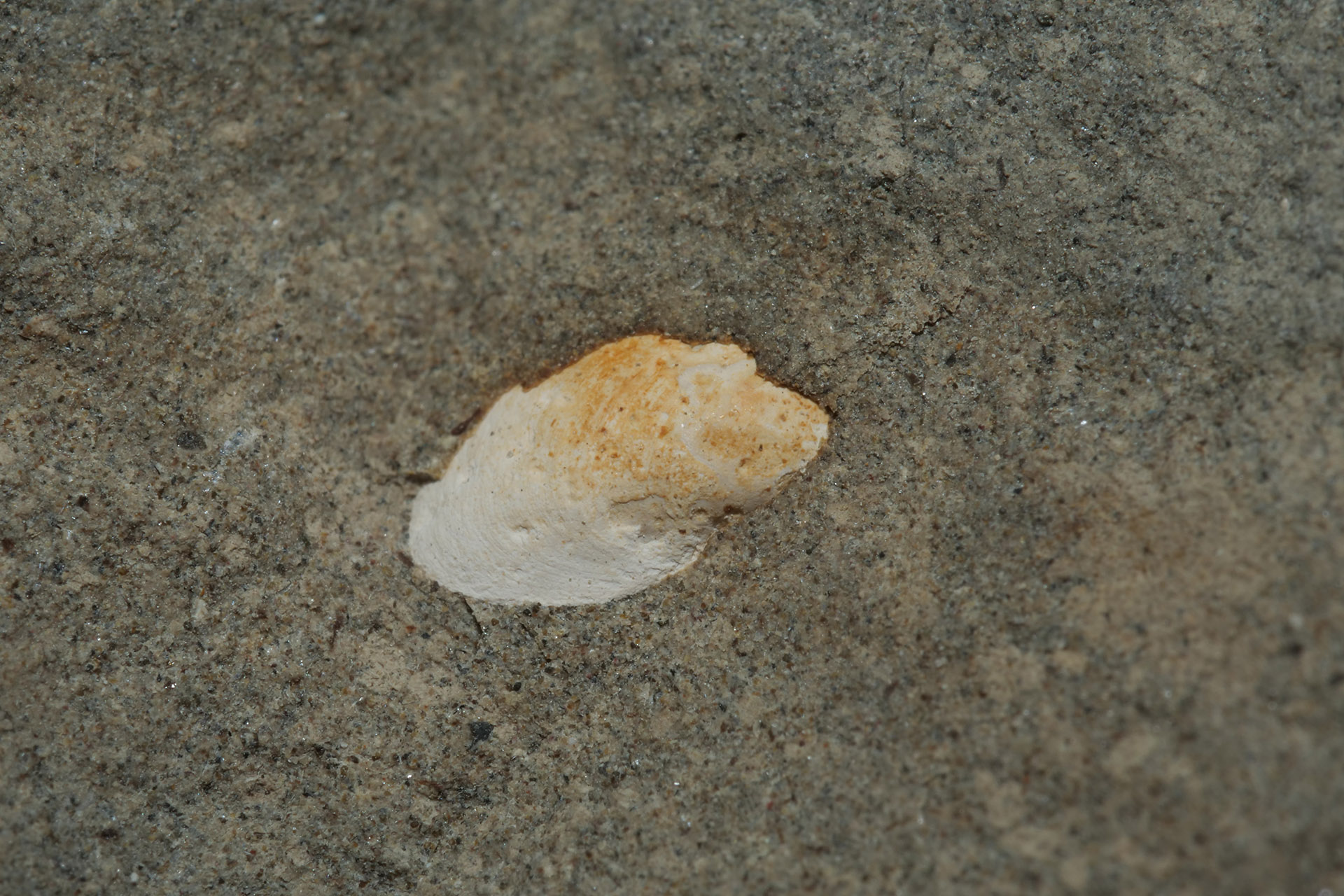 Panopea (?) micro fossil. - Micro-paleontology - The Fossil Forum