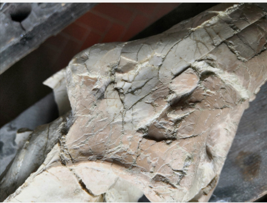Show us your slightly bitten fossils - Member Collections - The Fossil ...