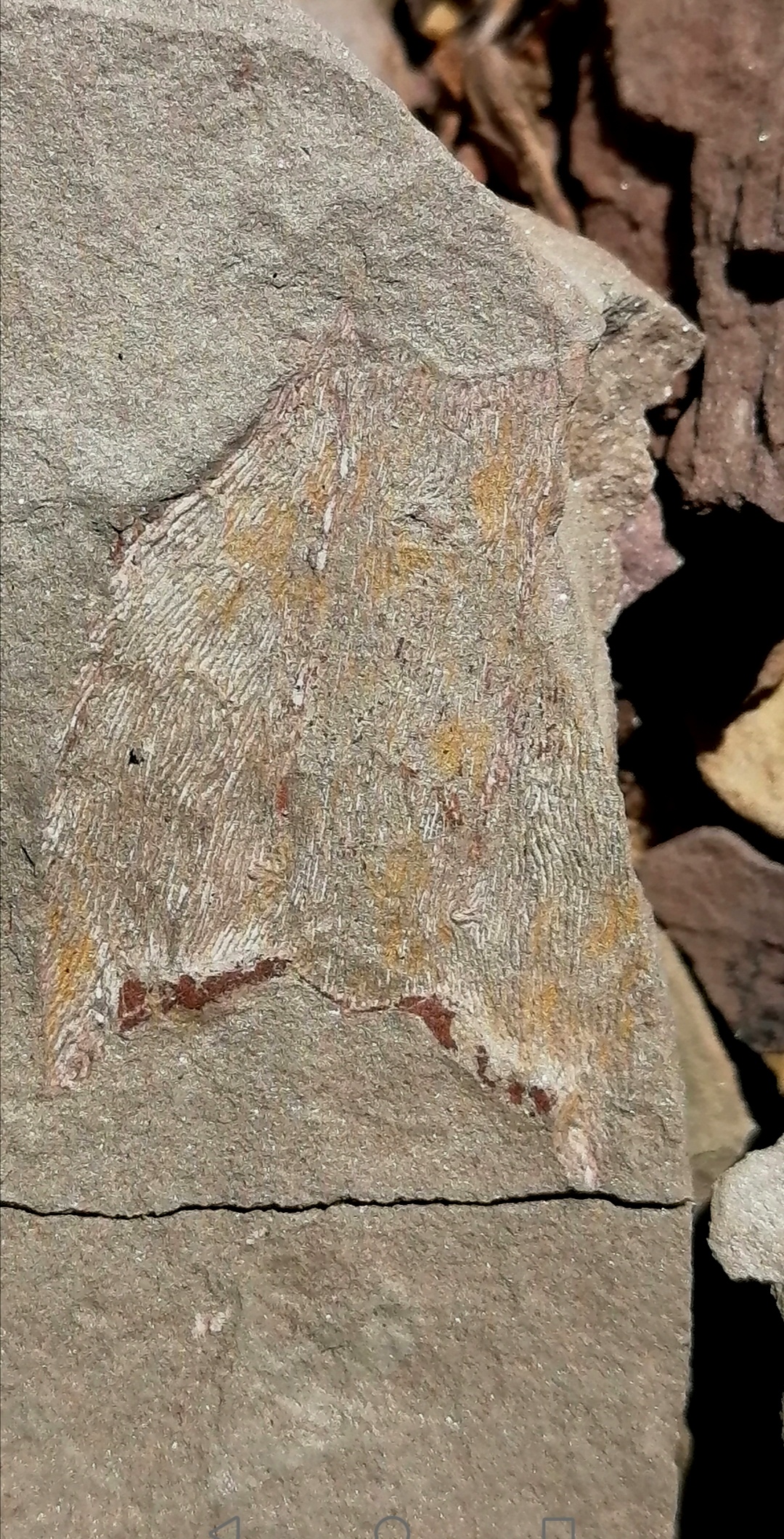 Fossil fish armour? - Fossil ID - The Fossil Forum