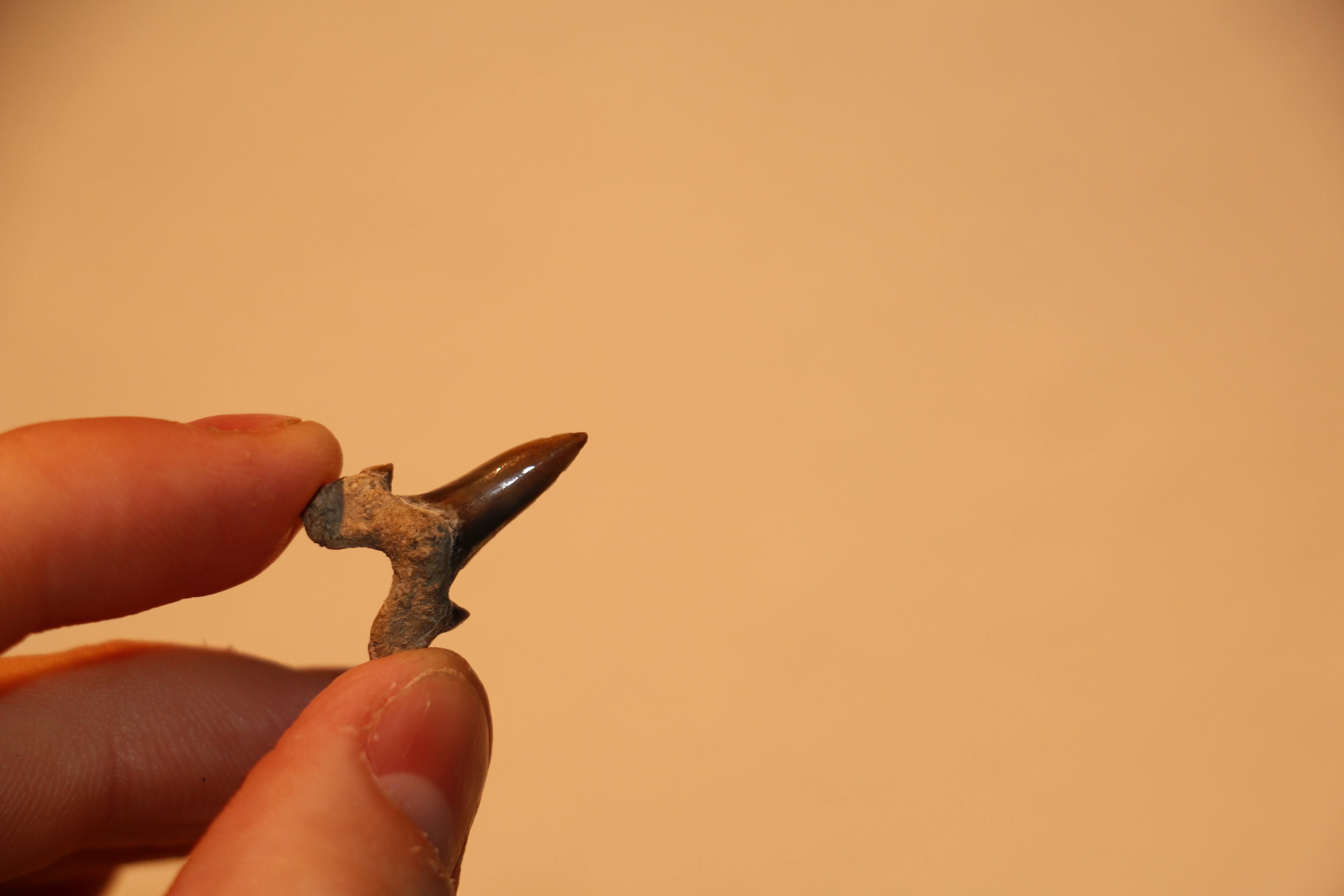 ID wanted on 4 shark teeth and a vertebra from the waco pit - Fossil ID ...
