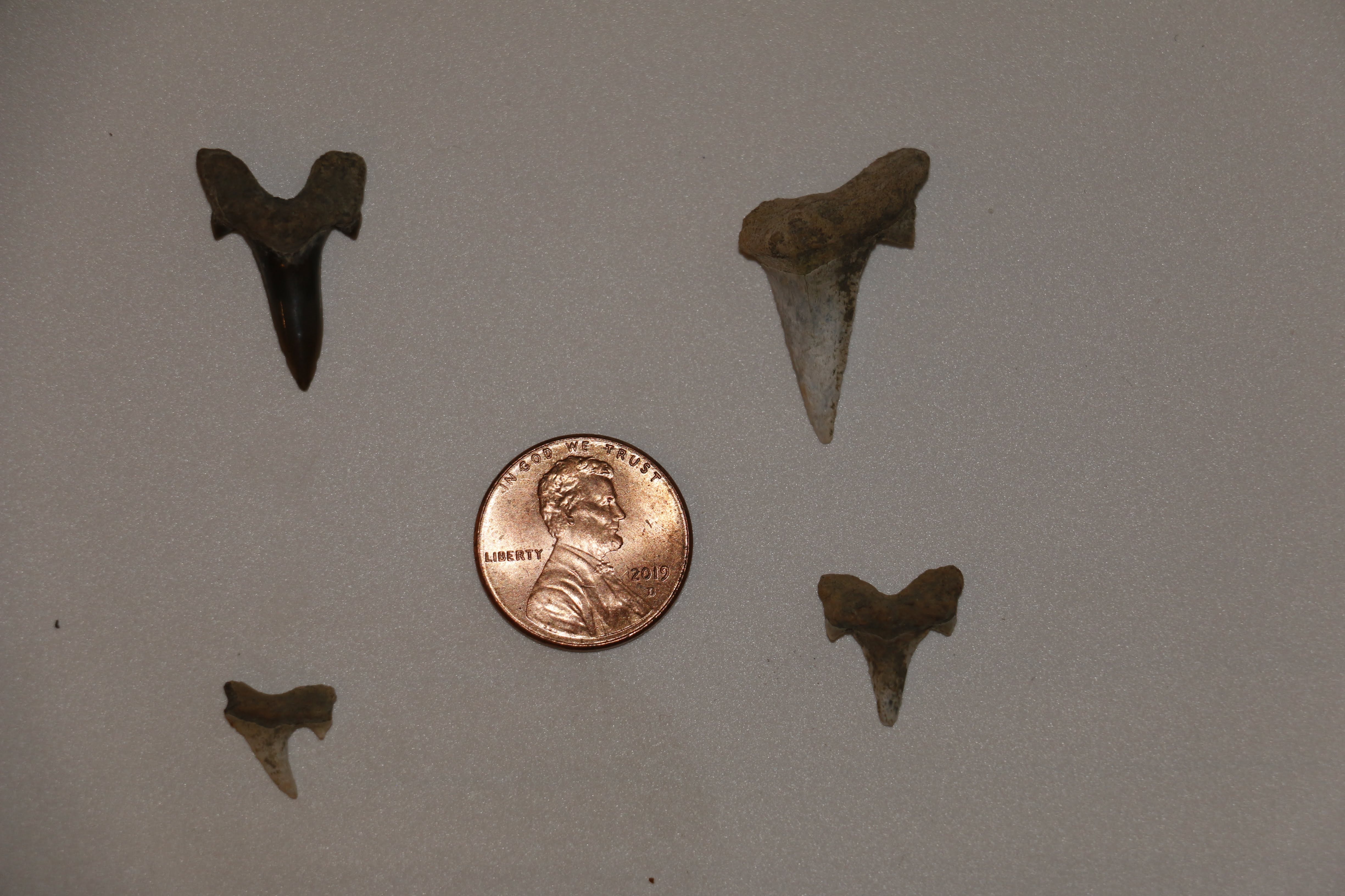 ID wanted on 4 shark teeth and a vertebra from the waco pit - Fossil ID ...