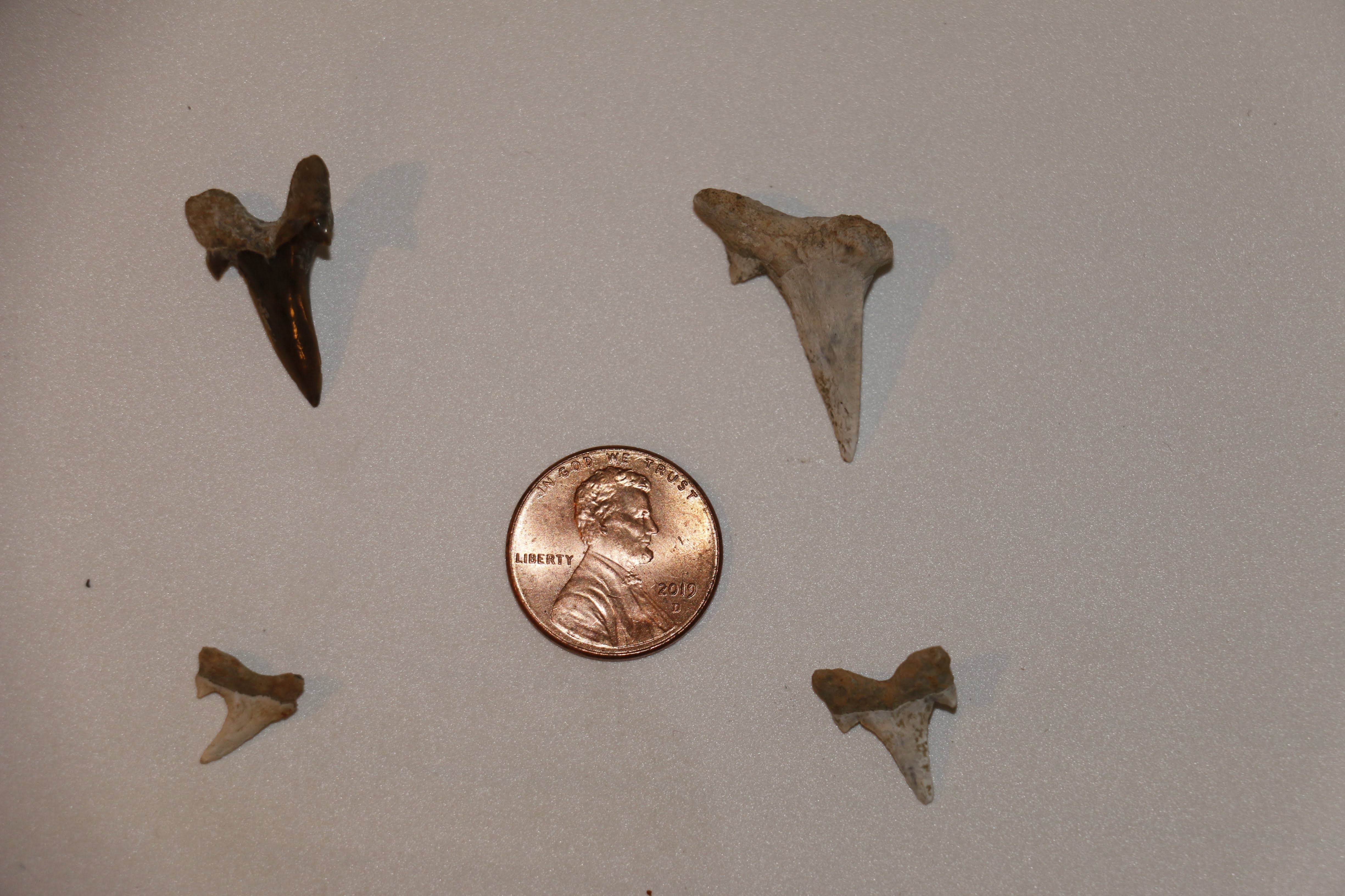 ID wanted on 4 shark teeth and a vertebra from the waco pit - Fossil ID ...